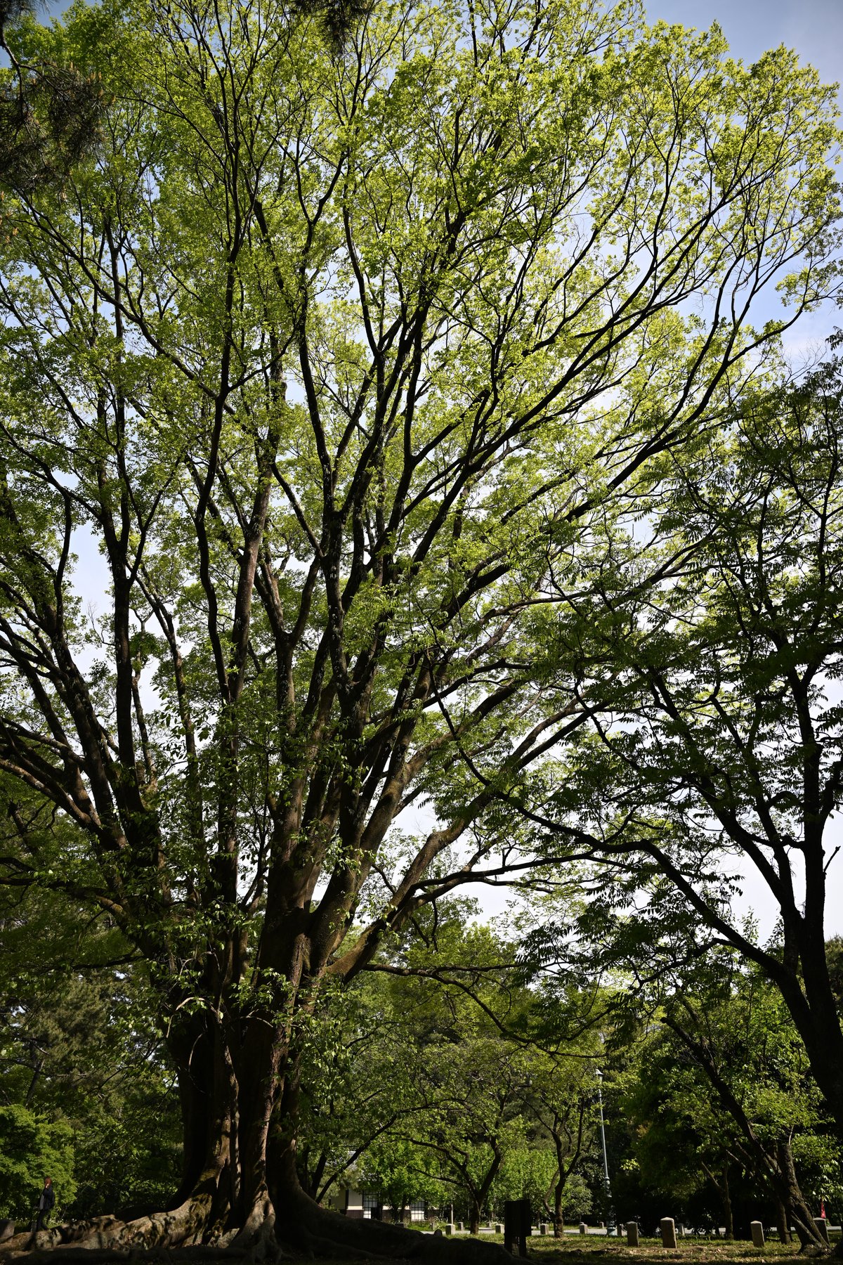 【写真】Nikkor Z 28-135mm f/4 PZ｜Yusuke Marianne