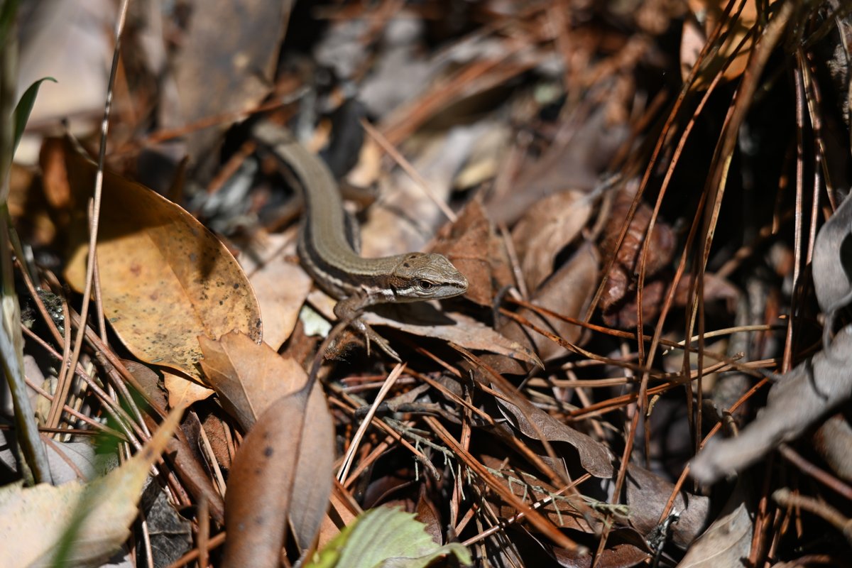 【写真】Nikkor Z 28-135mm f/4 PZ｜Yusuke Marianne