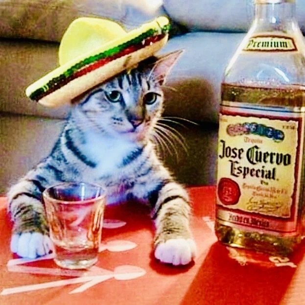 続々・みんなで大喜利🐈🐾｜rira