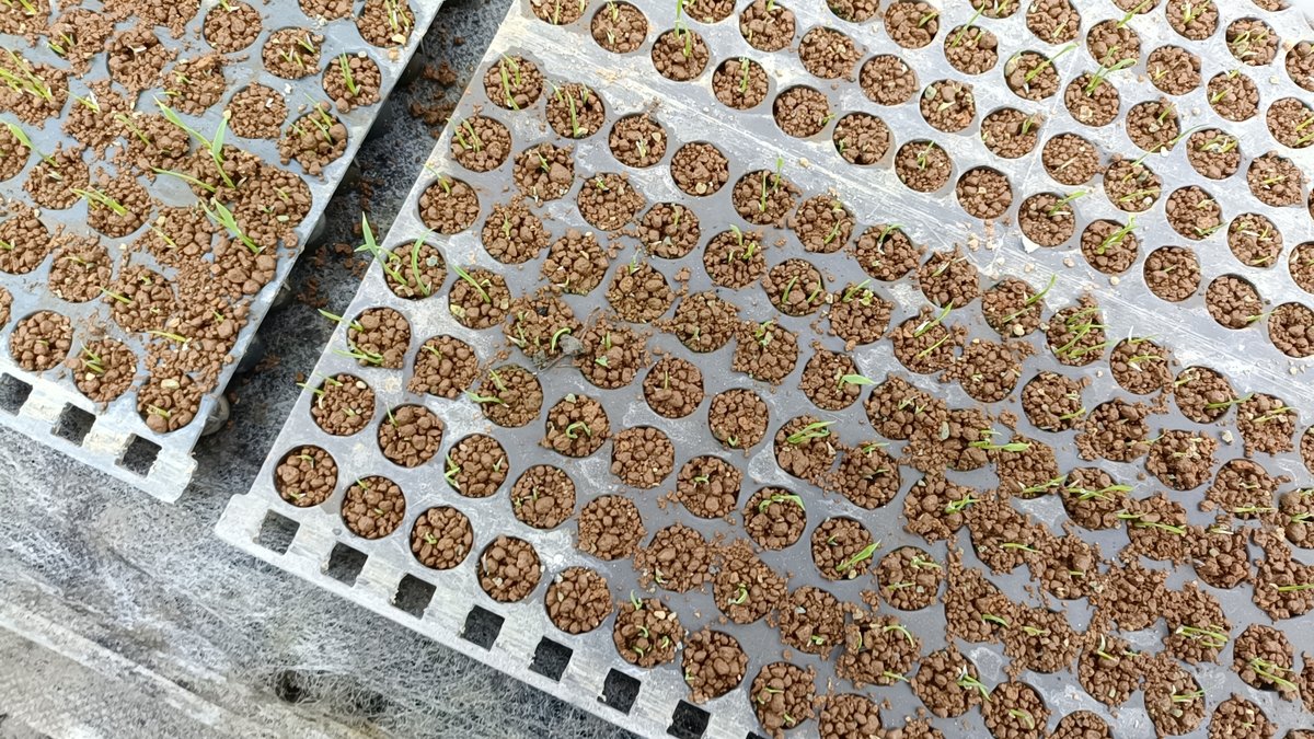 お米が芽を出してきました｜shanthi-usui