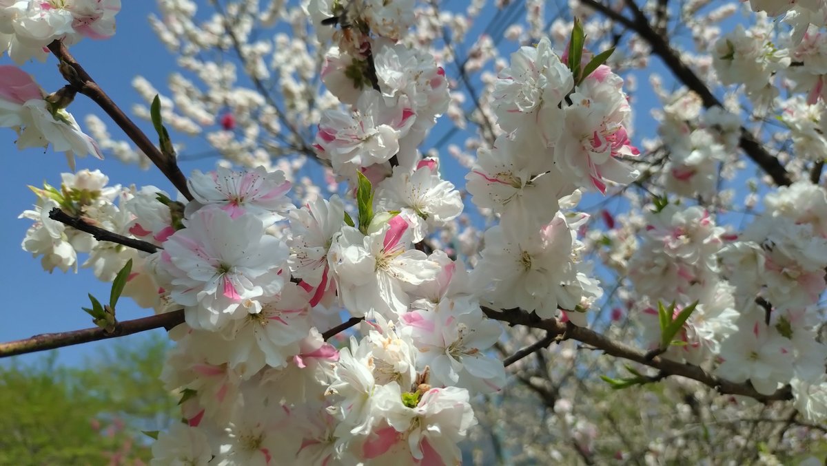 【旅行記】磐梯山と那須塩原 '25GWの旅③那須どうぶつ王国がスゴい！｜TRIP_YUKO｜お出かけジャンキー