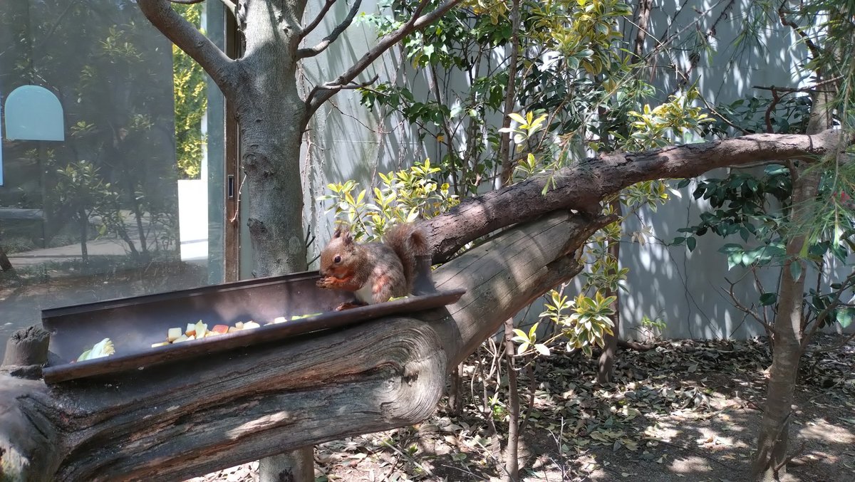 【旅行記】磐梯山と那須塩原 '25GWの旅③那須どうぶつ王国がスゴい！｜TRIP_YUKO｜お出かけジャンキー