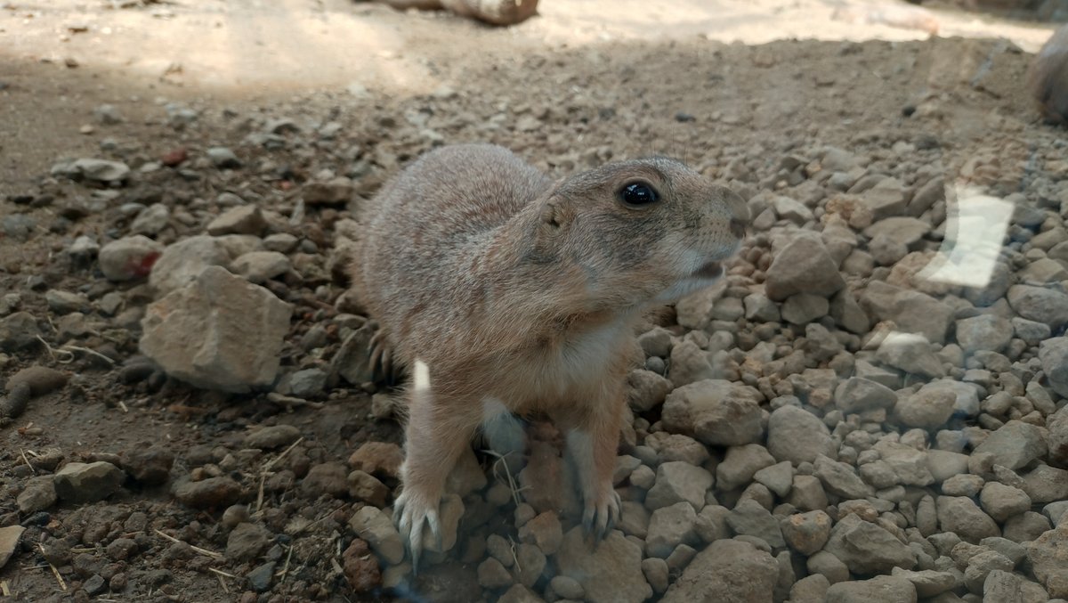【旅行記】磐梯山と那須塩原 '25GWの旅③那須どうぶつ王国がスゴい！｜TRIP_YUKO｜お出かけジャンキー