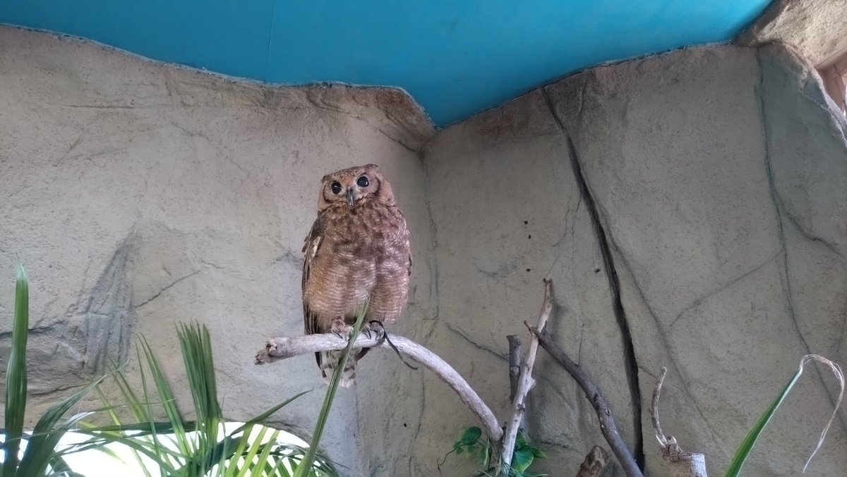 【旅行記】磐梯山と那須塩原 '25GWの旅③那須どうぶつ王国がスゴい！｜TRIP_YUKO｜お出かけジャンキー