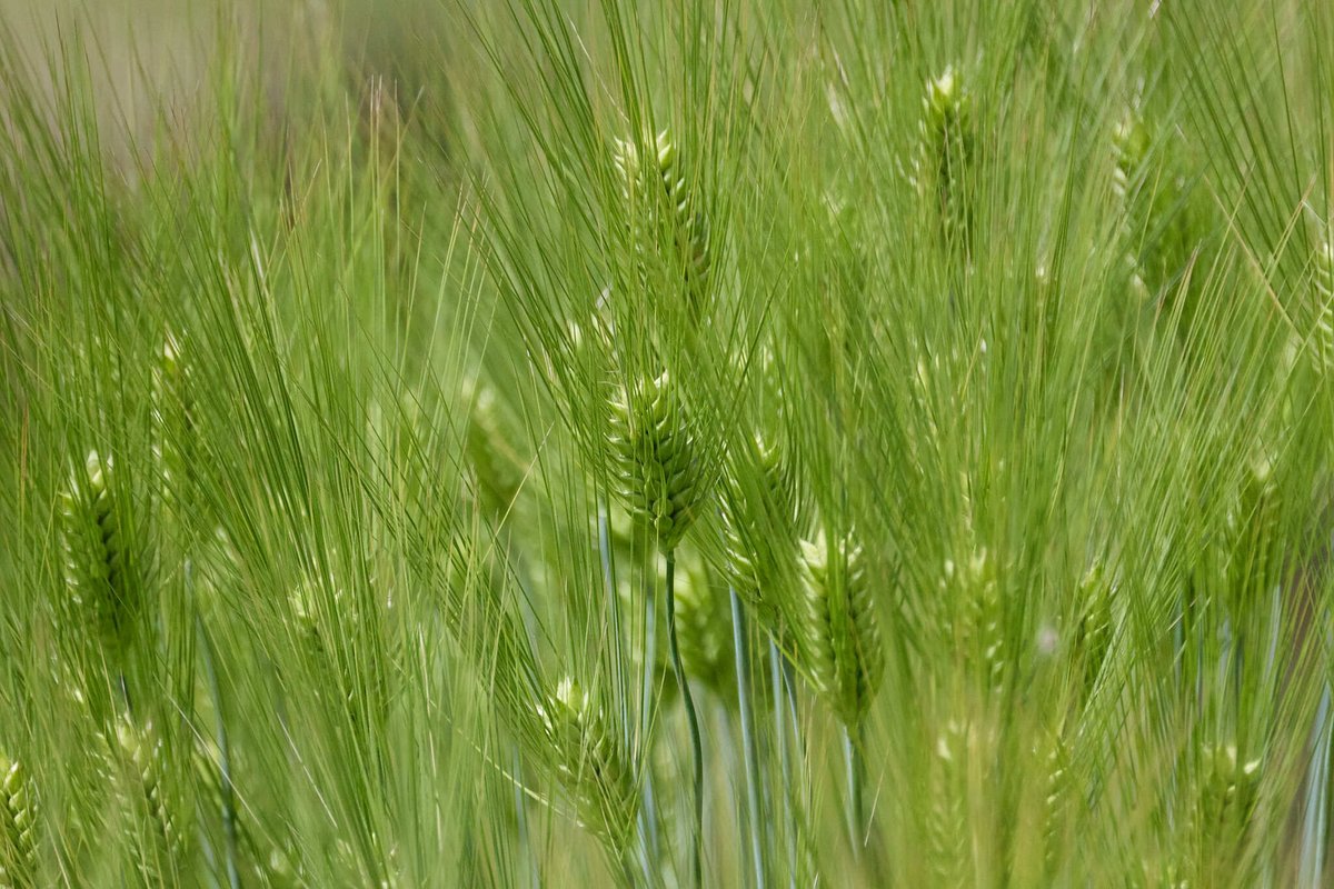 Canon RF800mm F11 IS STM 試写1回目 #2155｜RURI