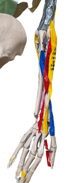 長・短橈側手根伸筋（ECRL/ECRB）の評価とアプローチ - テニス肘から機能改善まで｜療法士活性化委員会