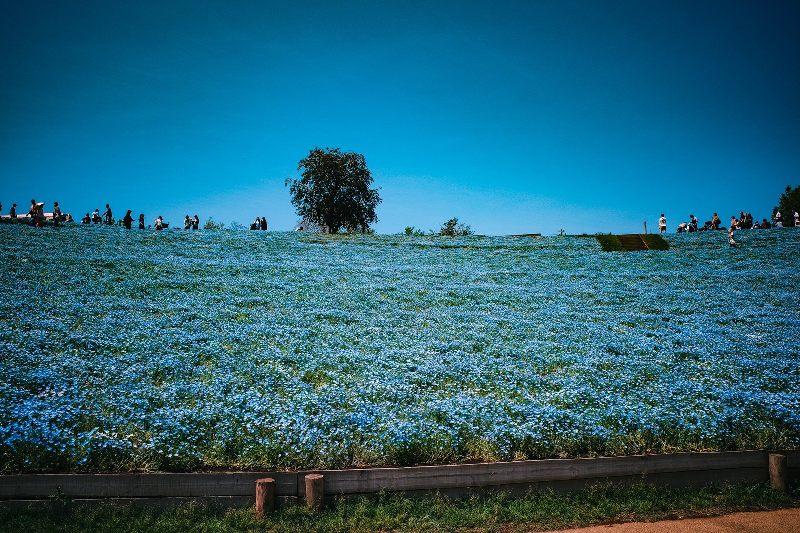 GR3マザー牧場｜yuya_aloha