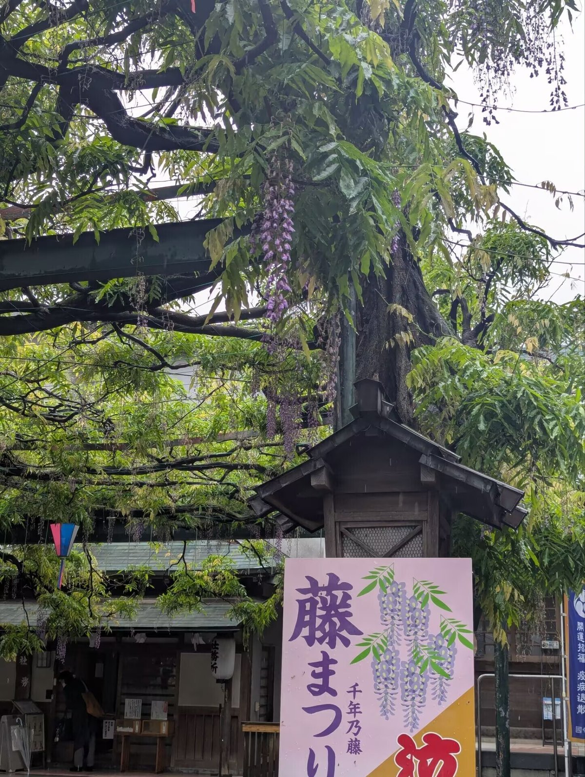 2025年5月6日周二 花季之后｜Arika