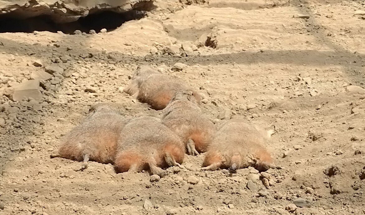 【旅行記】磐梯山と那須塩原 '25GWの旅③那須どうぶつ王国がスゴい！｜TRIP_YUKO｜お出かけジャンキー