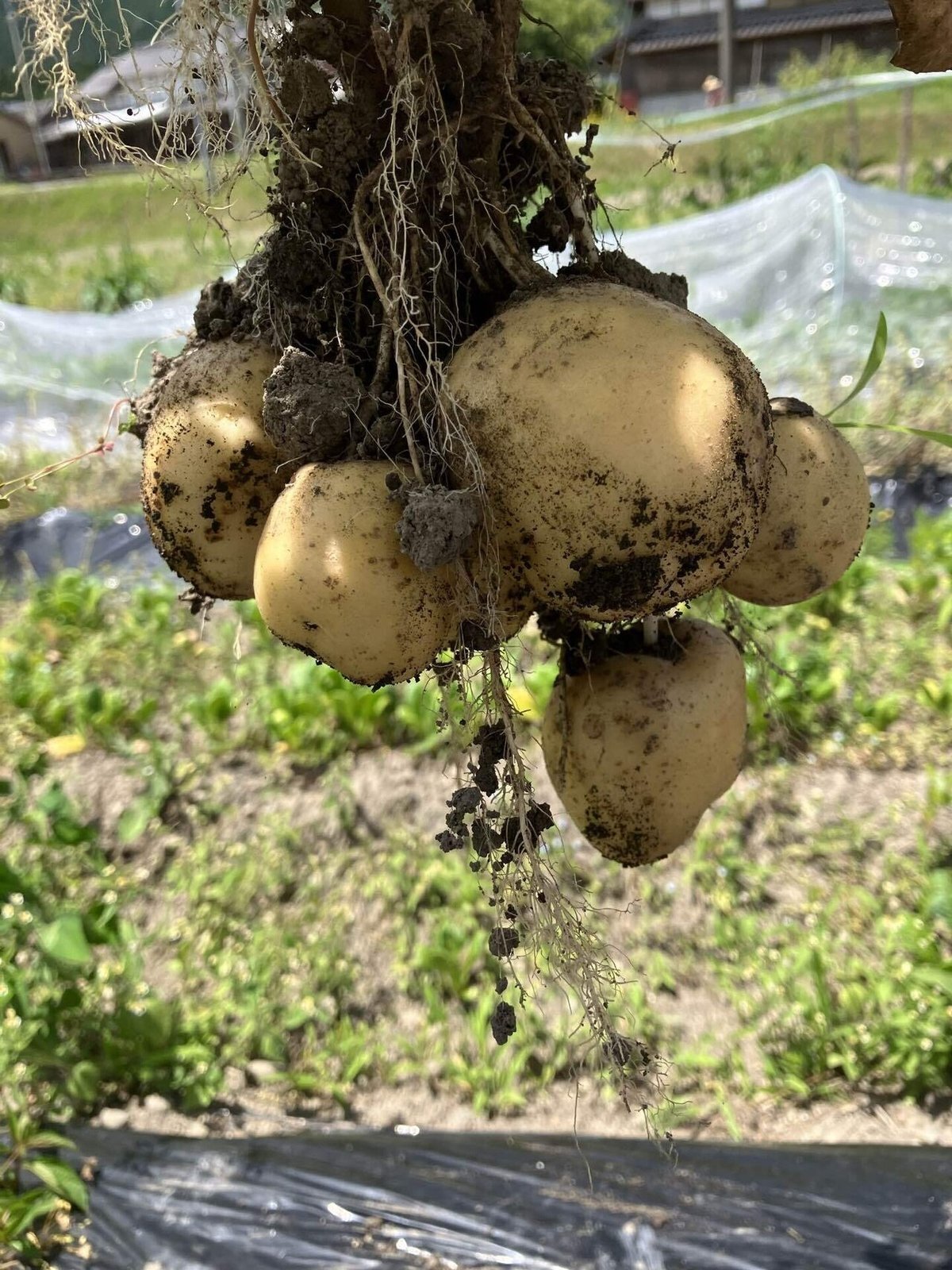 【プレゼント企画第2弾】とれたてじゃがいもが届く！初夏note選手権 ～あなたの5月を教えてください～｜Kazu＠週末農家（てるかファーム）|kindle作家