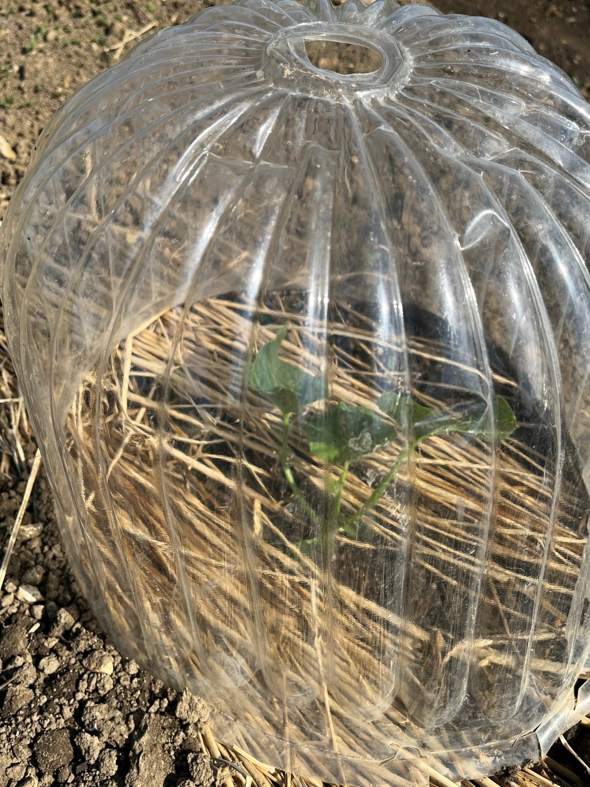 研修畑でメロンが育たない！？ 私の失敗・・・｜ca-ptain@農ある暮らし