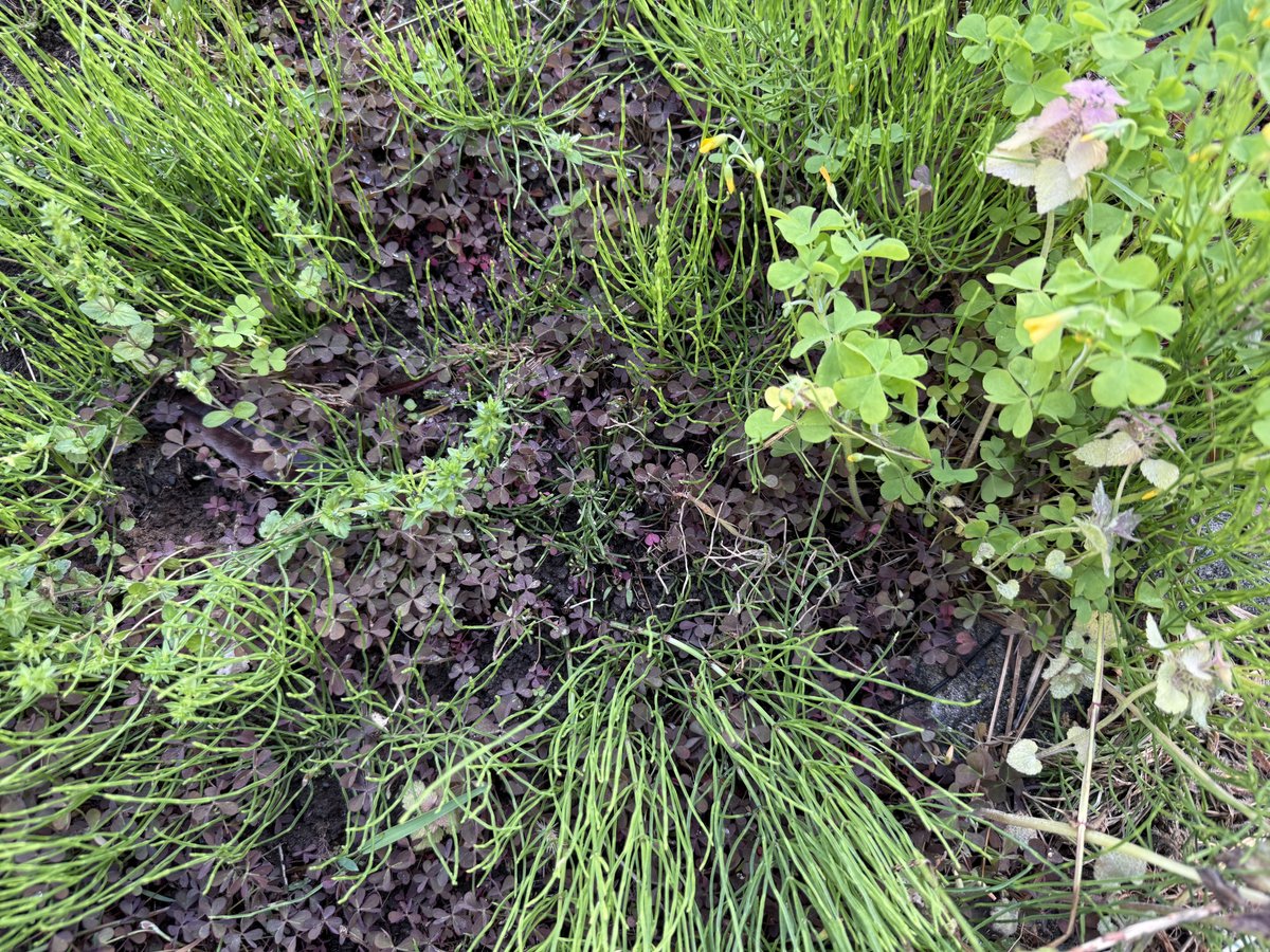 カタバミ - 庭の雑草｜Yukihiko Yotukura（yukki works）