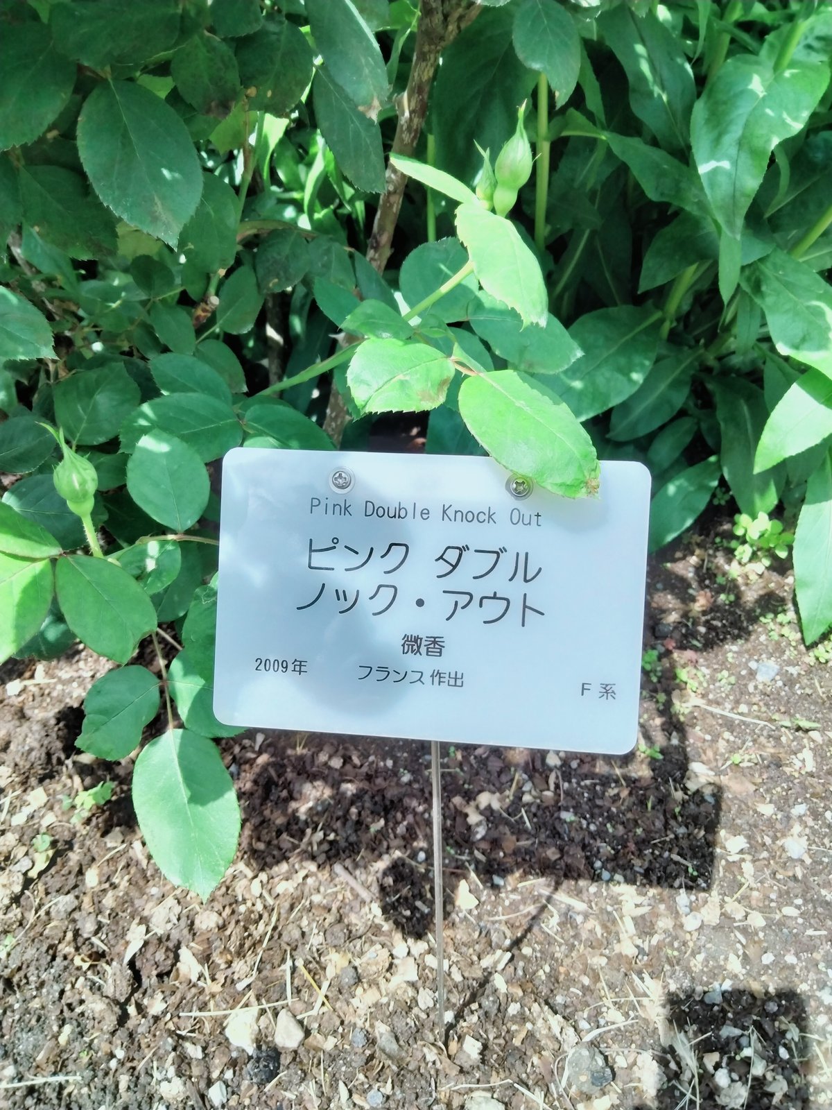 Me and My Angel 説｜Nami with Bashar