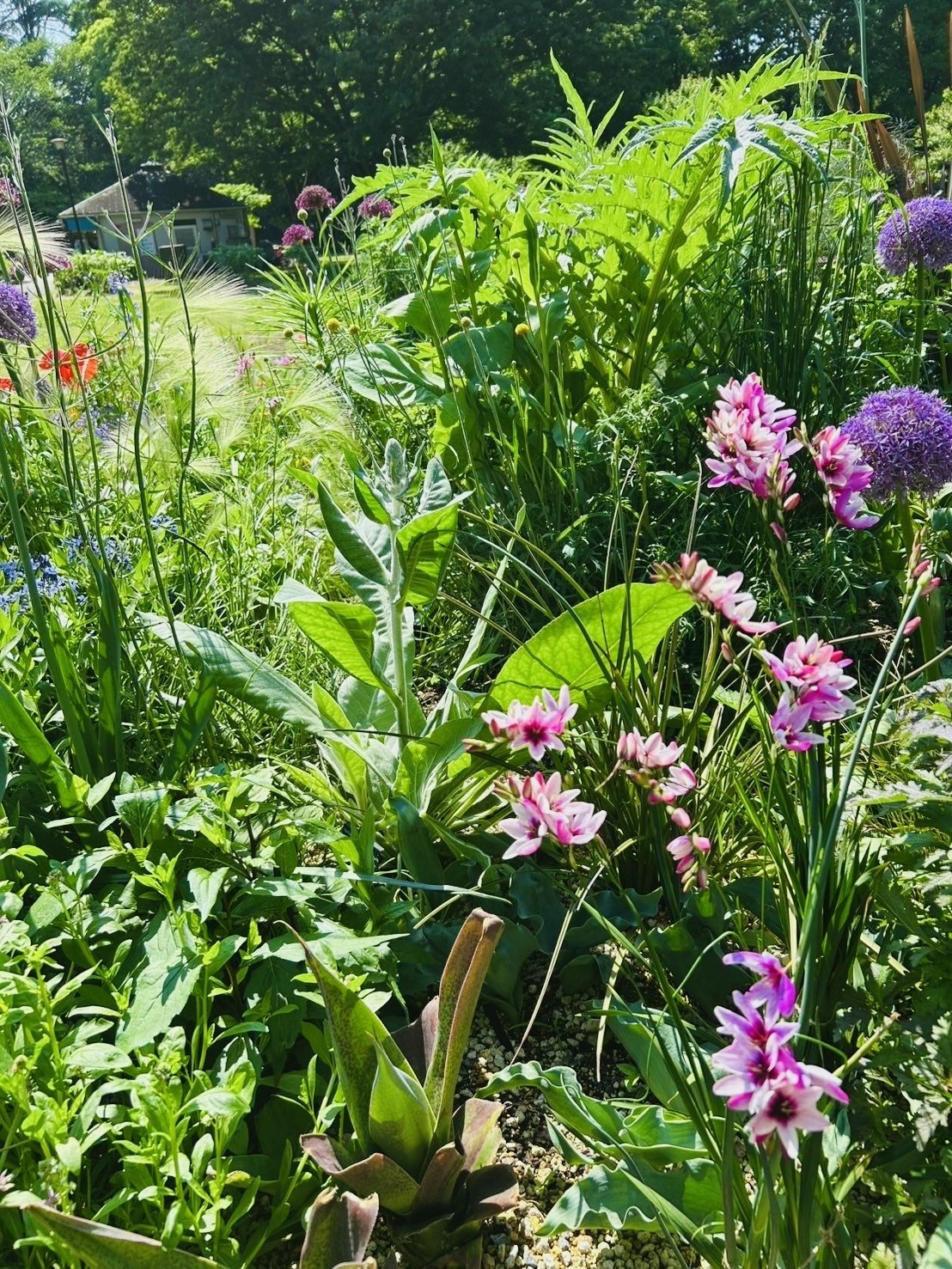 【乙庭植物図鑑】20250508 イキシア ローズエンペラー Ixia 'Rose Emperor'｜太田敦雄 / 植栽家