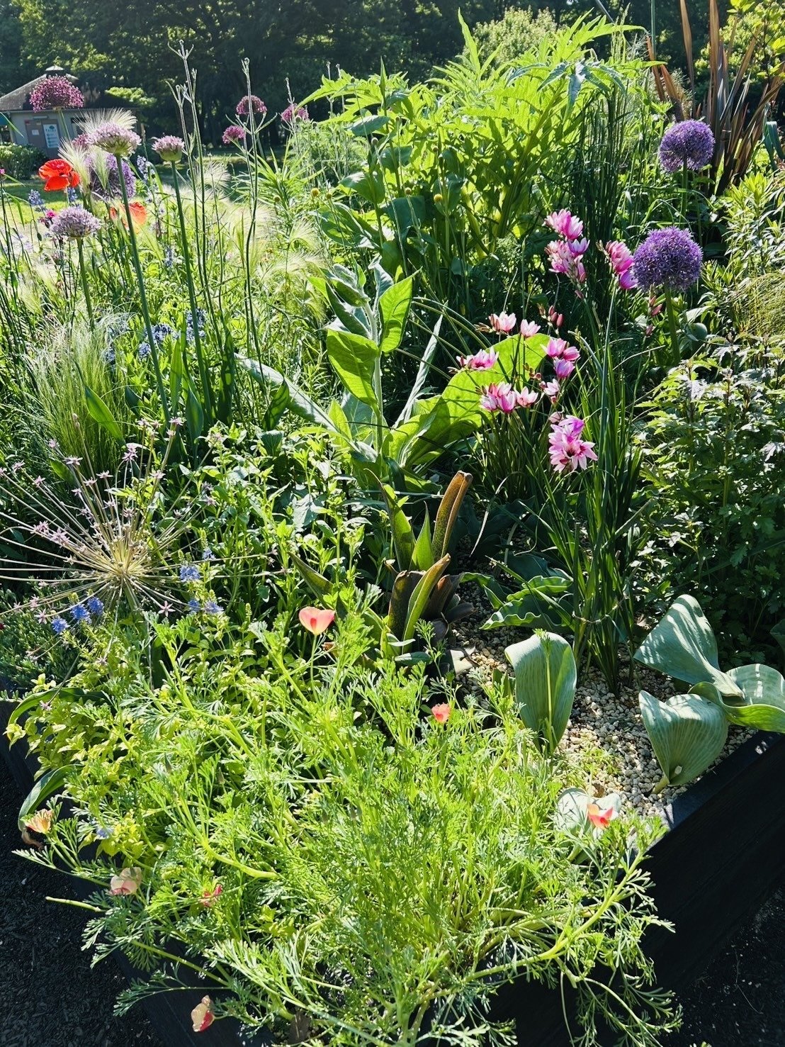 【乙庭植物図鑑】20250508 イキシア ローズエンペラー Ixia 'Rose Emperor'｜太田敦雄 / 植栽家