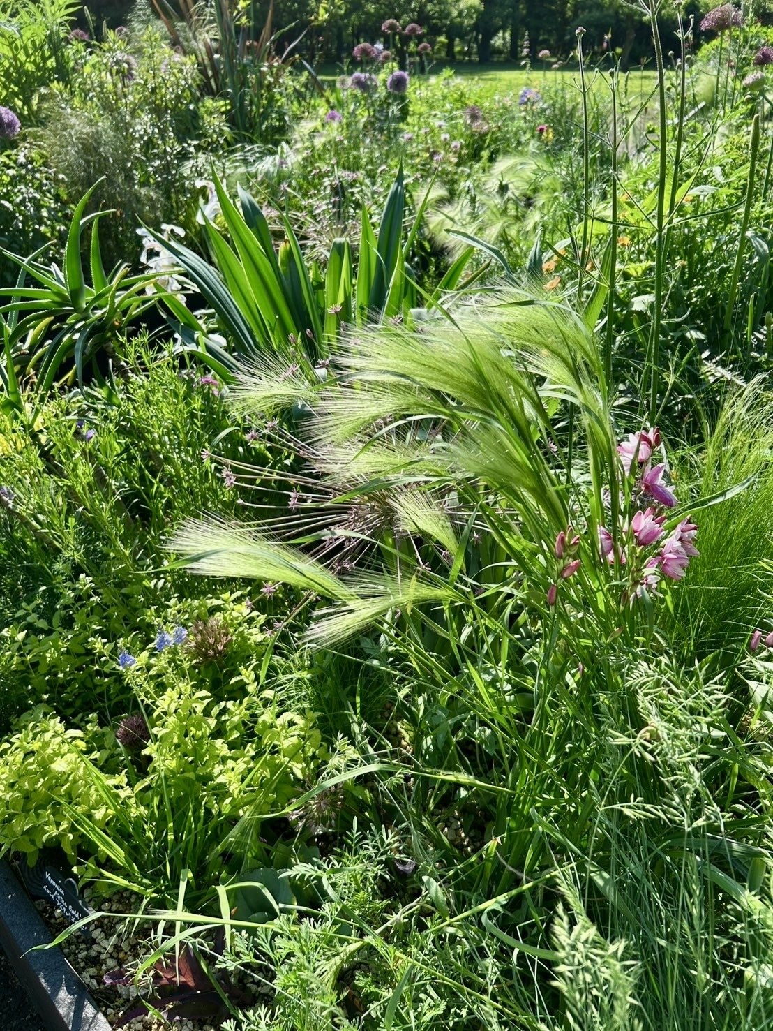 【乙庭植物図鑑】20250508 イキシア ローズエンペラー Ixia 'Rose Emperor'｜太田敦雄 / 植栽家