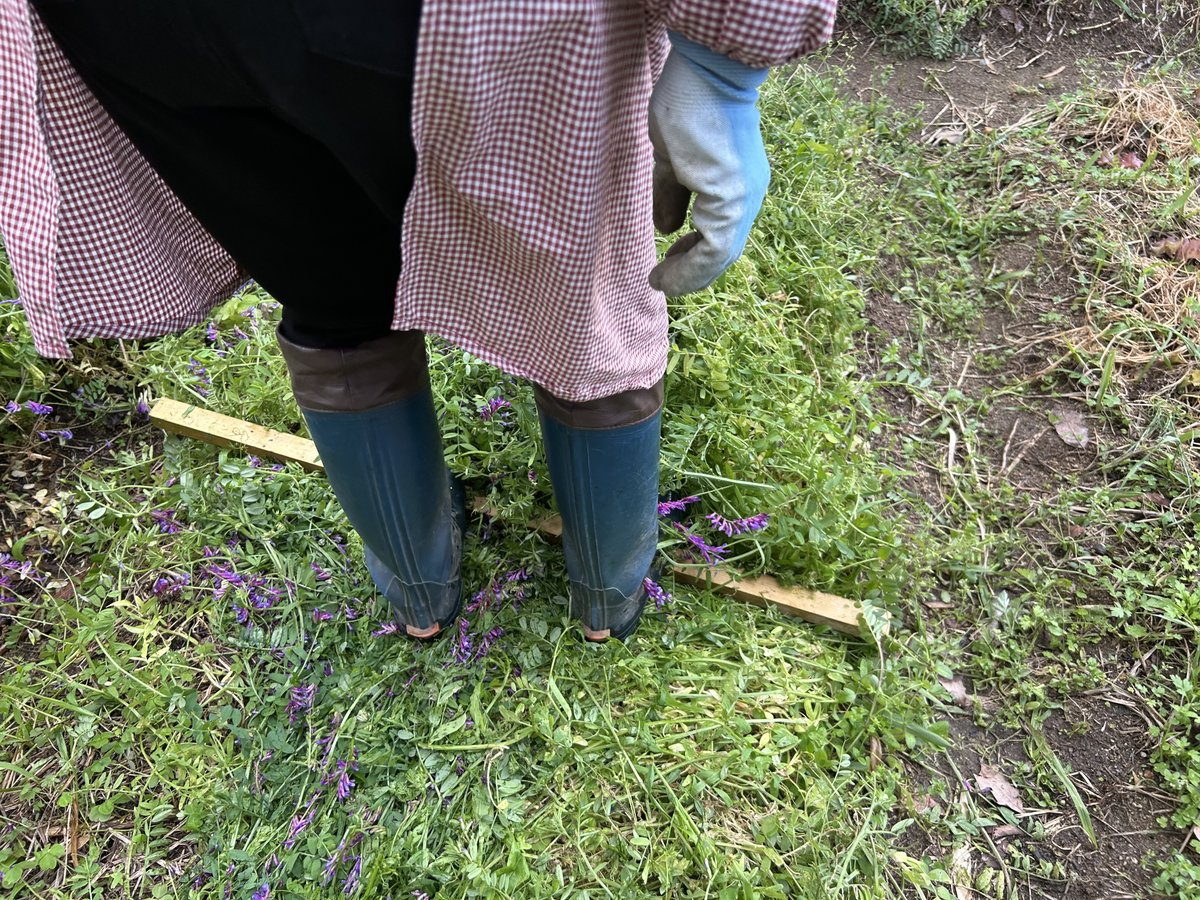 ミミズの定年帰農 その3(2025年5月）｜Nobuhiro Kaneko