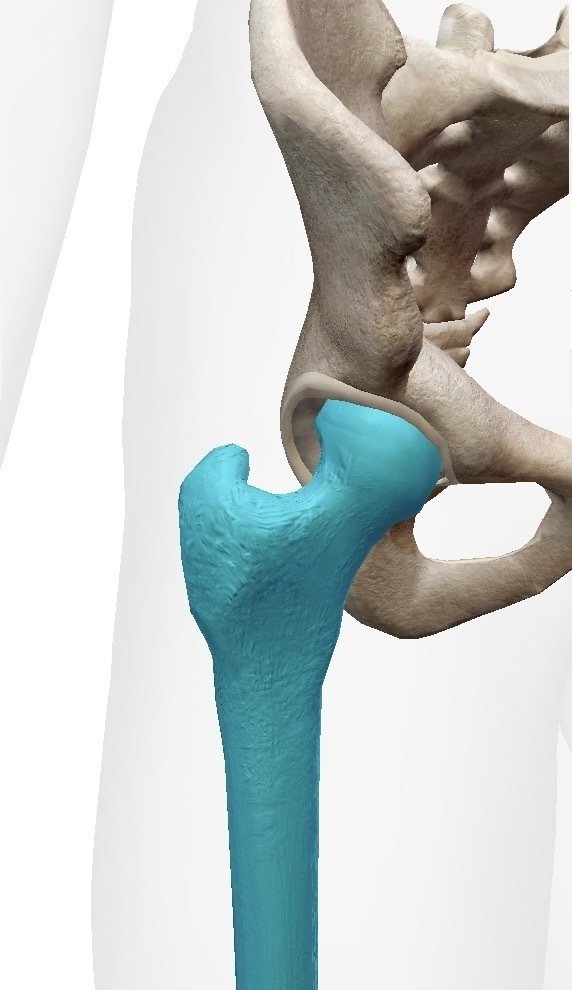 【骨形態×意義】「大腿骨前捻角」は進化の名残か？それとも動きやすさのためか？～捻れがある事によるメリットとは〜｜PT yoshi