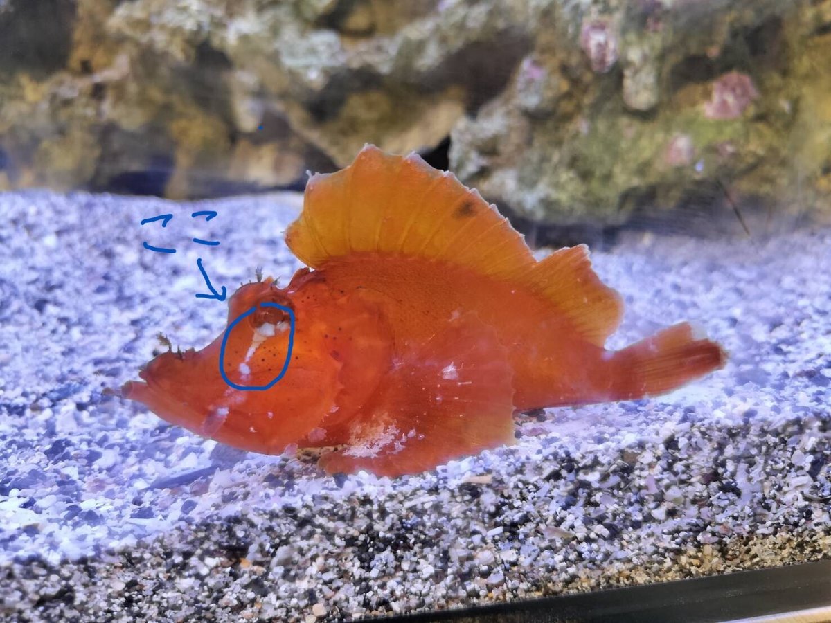 魚好きなら絶対読むべき図書水族館 Vol.1 ナミダカサゴ｜HATAHATA