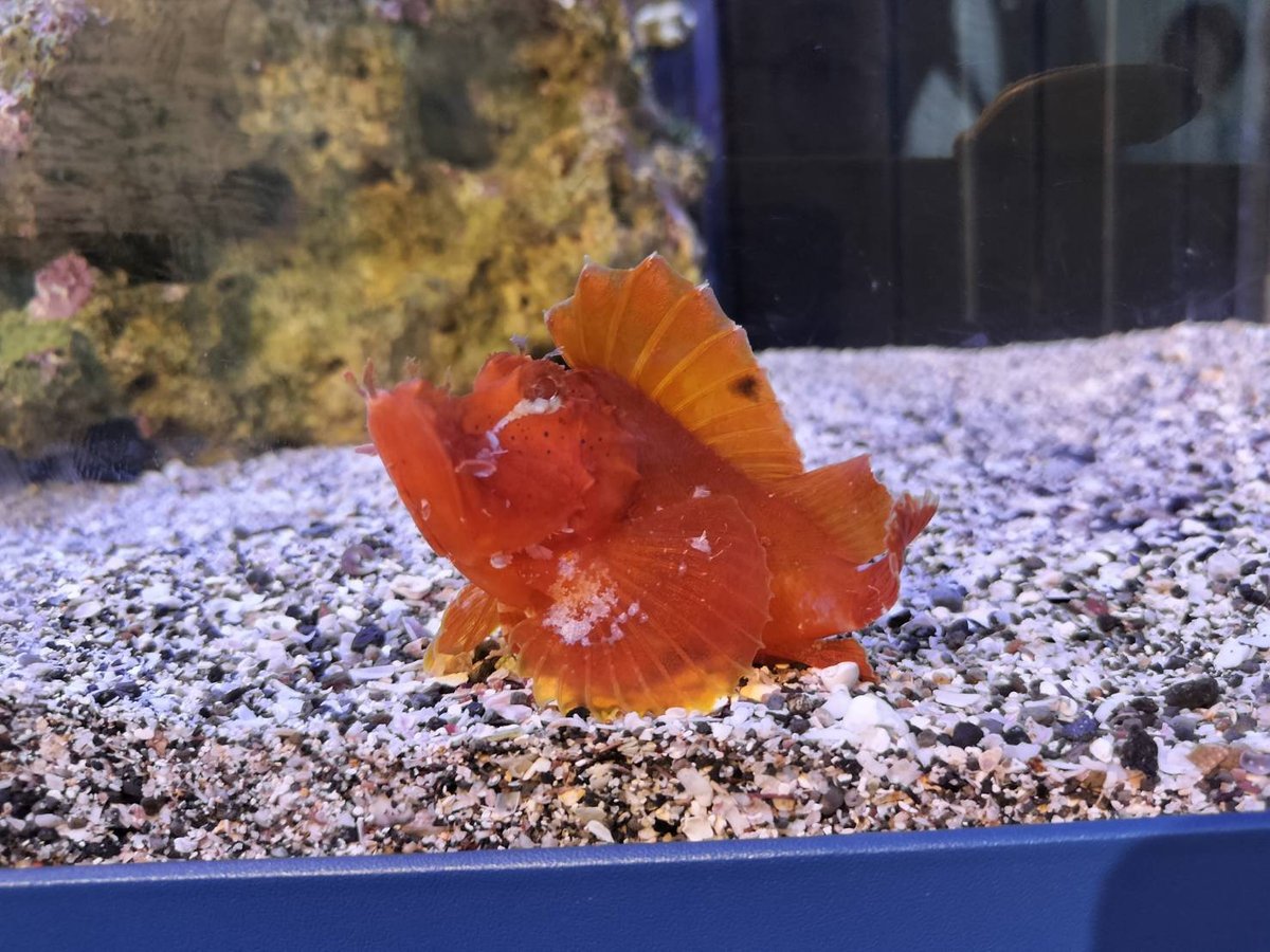 魚好きなら絶対読むべき図書水族館 Vol.1 ナミダカサゴ｜HATAHATA