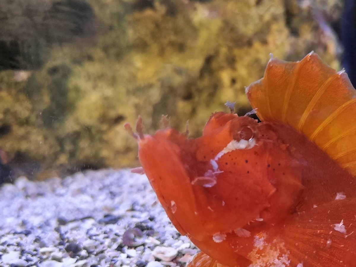 魚好きなら絶対読むべき図書水族館 Vol.1 ナミダカサゴ｜HATAHATA