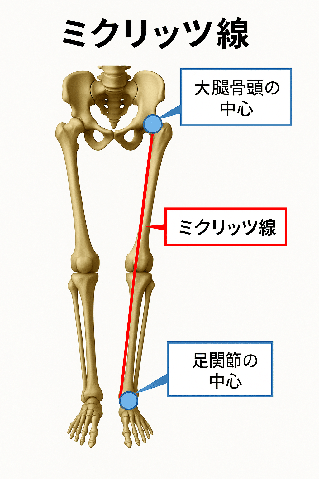 【骨形態×意義】なぜ大腿骨はねじれているのか？その理由を深掘り〜前捻角は“進化の痕跡”ではなく、骨や関節を守る合理的な形だった！〜｜PT yoshi