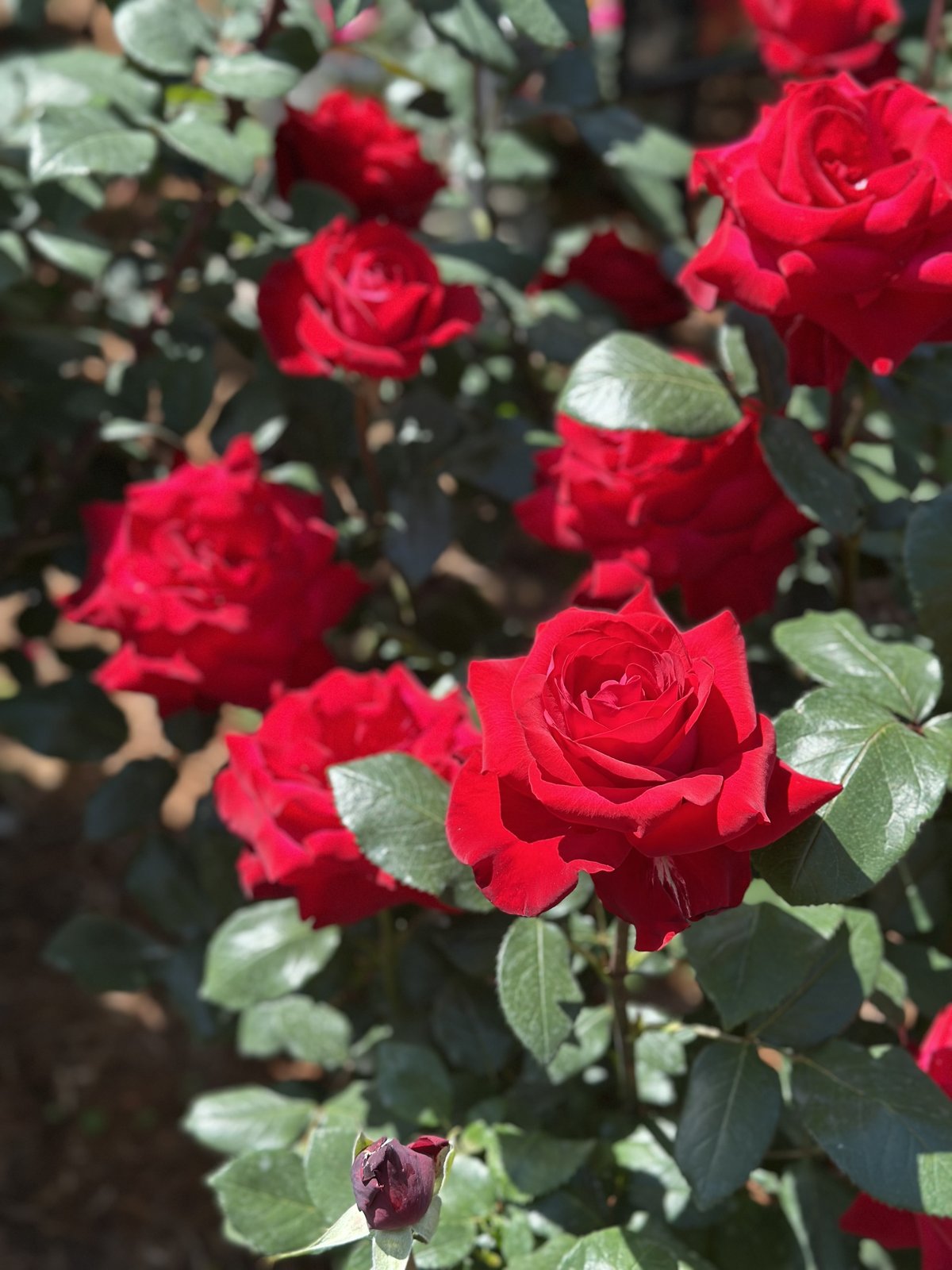 東京散歩 旧古河庭園｜tsukiko