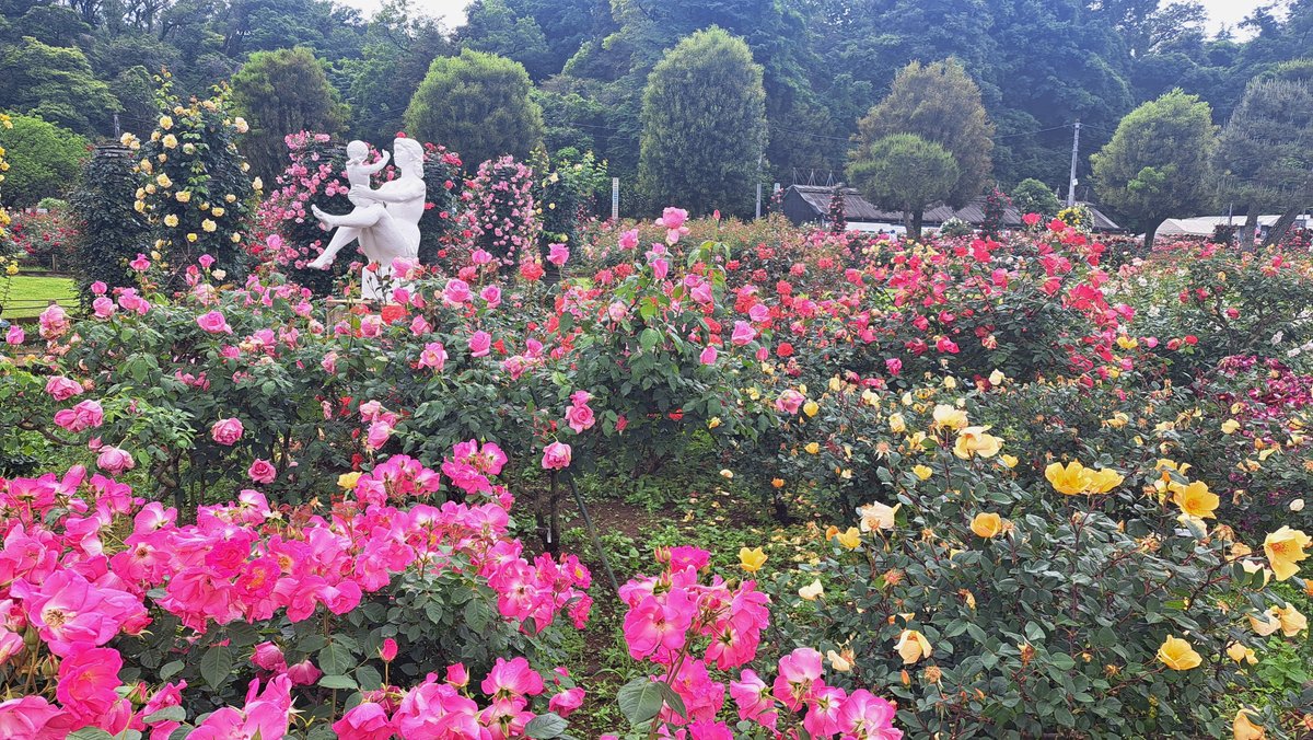 ♪バラはバラは～｜rinrin