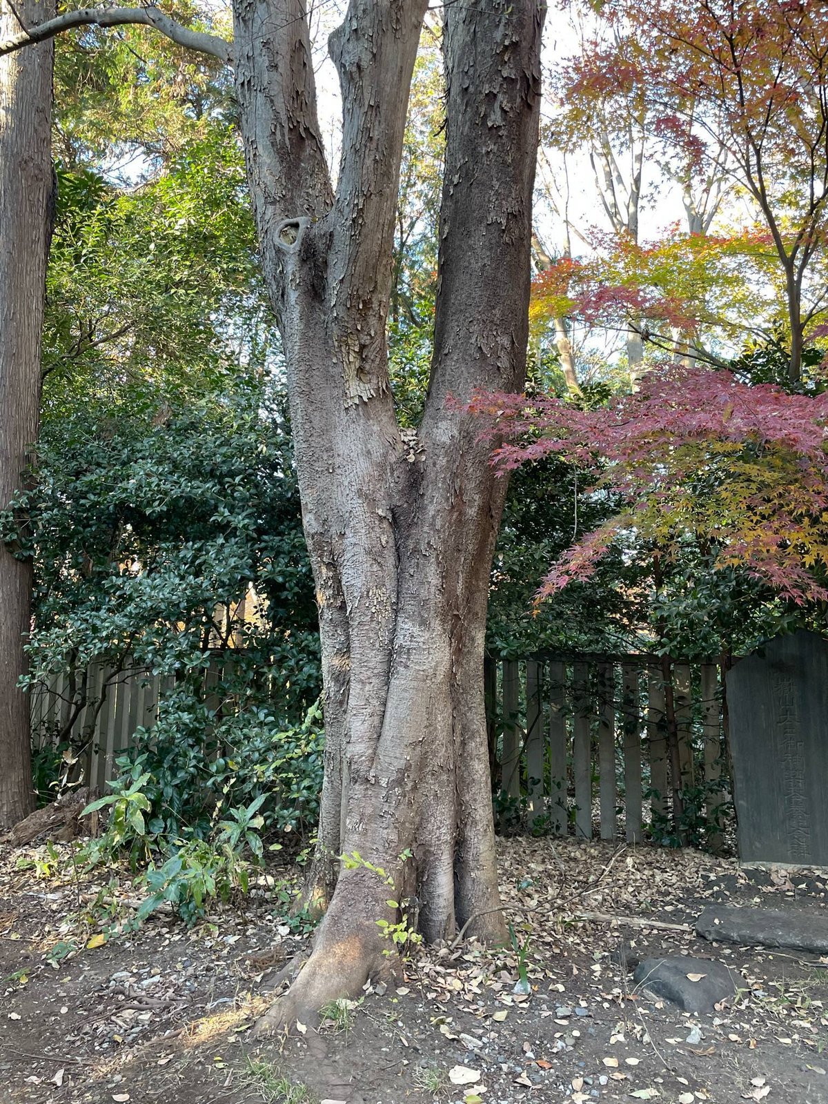 境内の木をスキャンして3Dプリンターでキット化しました｜Nerima Base - ネリマベース