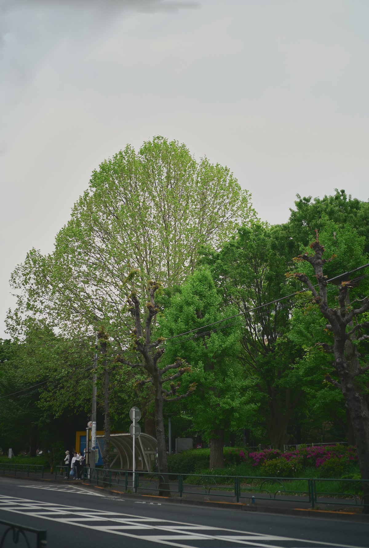 東京散歩 祖師谷大蔵～成城学園｜krd@style89