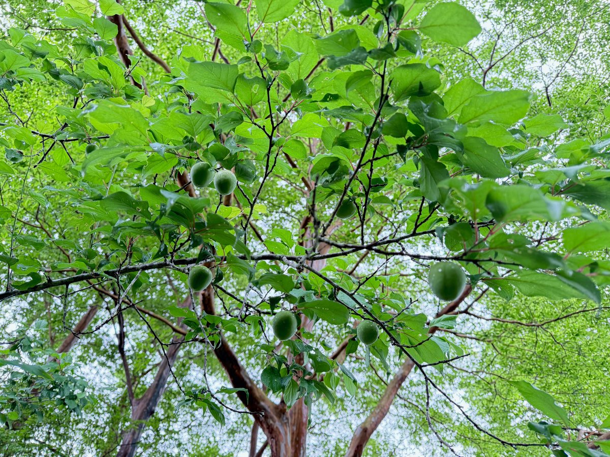 セカンドハウス 『エゴノキ咲く』｜季節花人 | Shoko Kondo