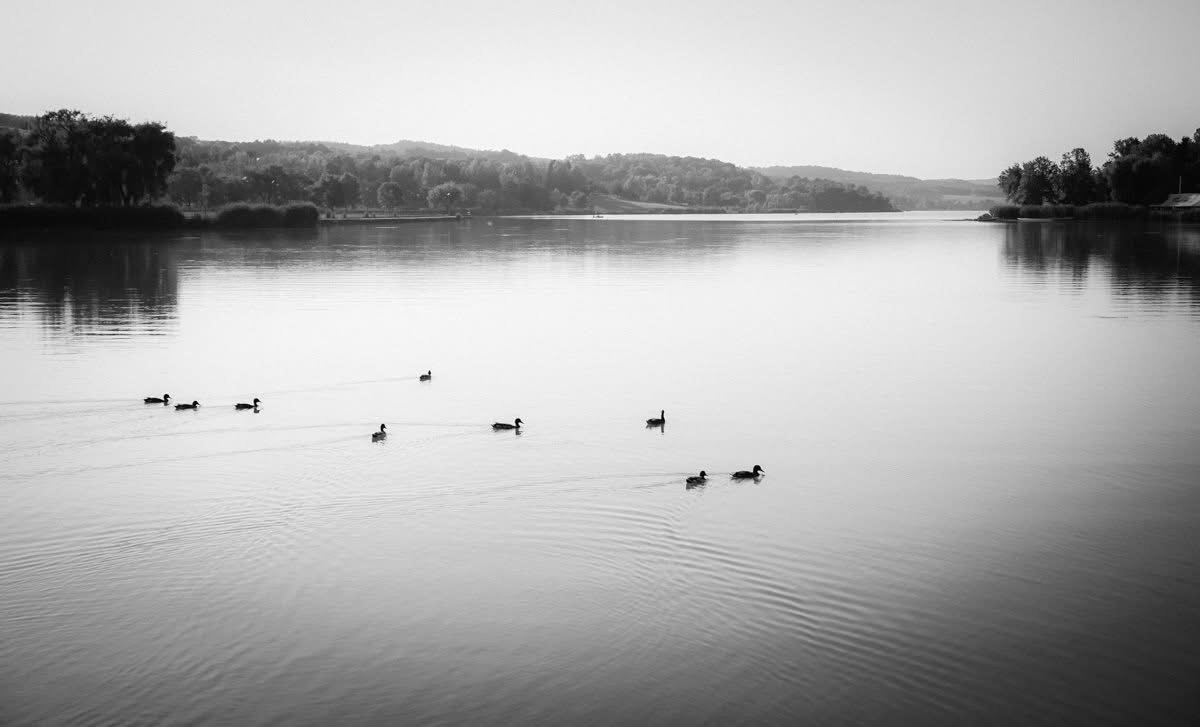 Birds swimming｜Jessica meany