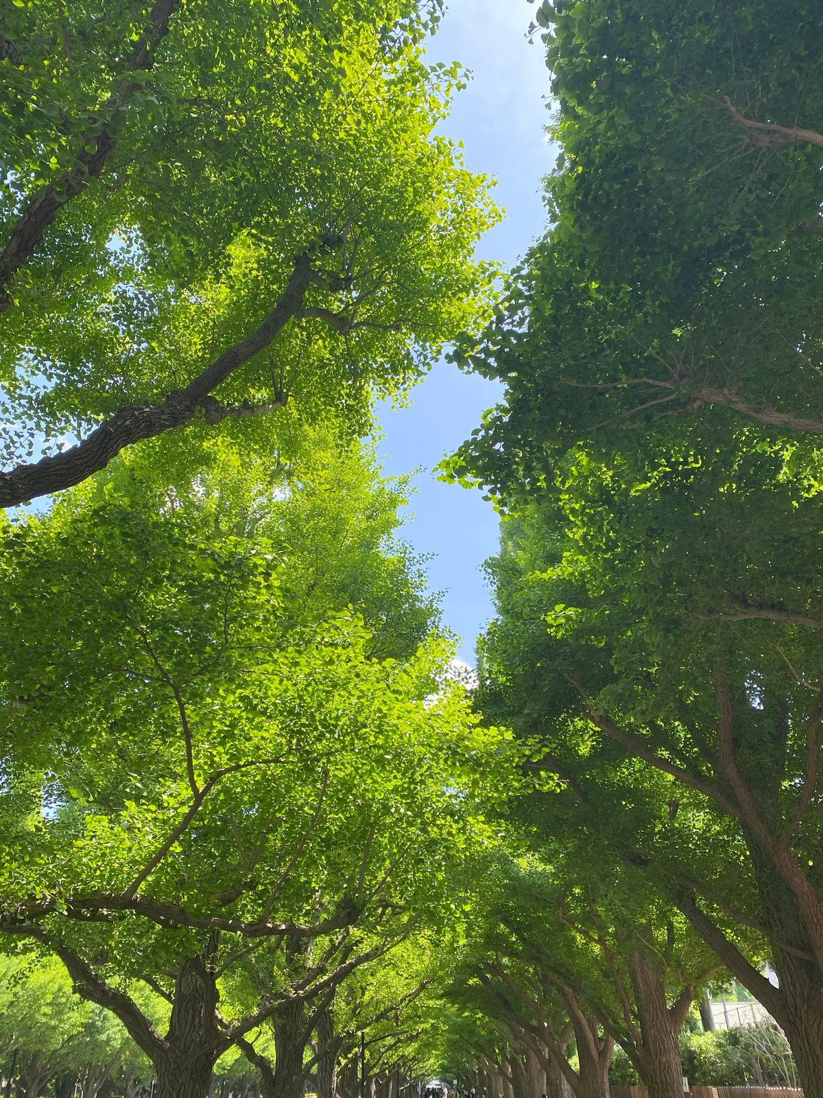 今年のGW都内お散歩は都庁スタートでヒルズ巡り！｜Akiko SHIBATA