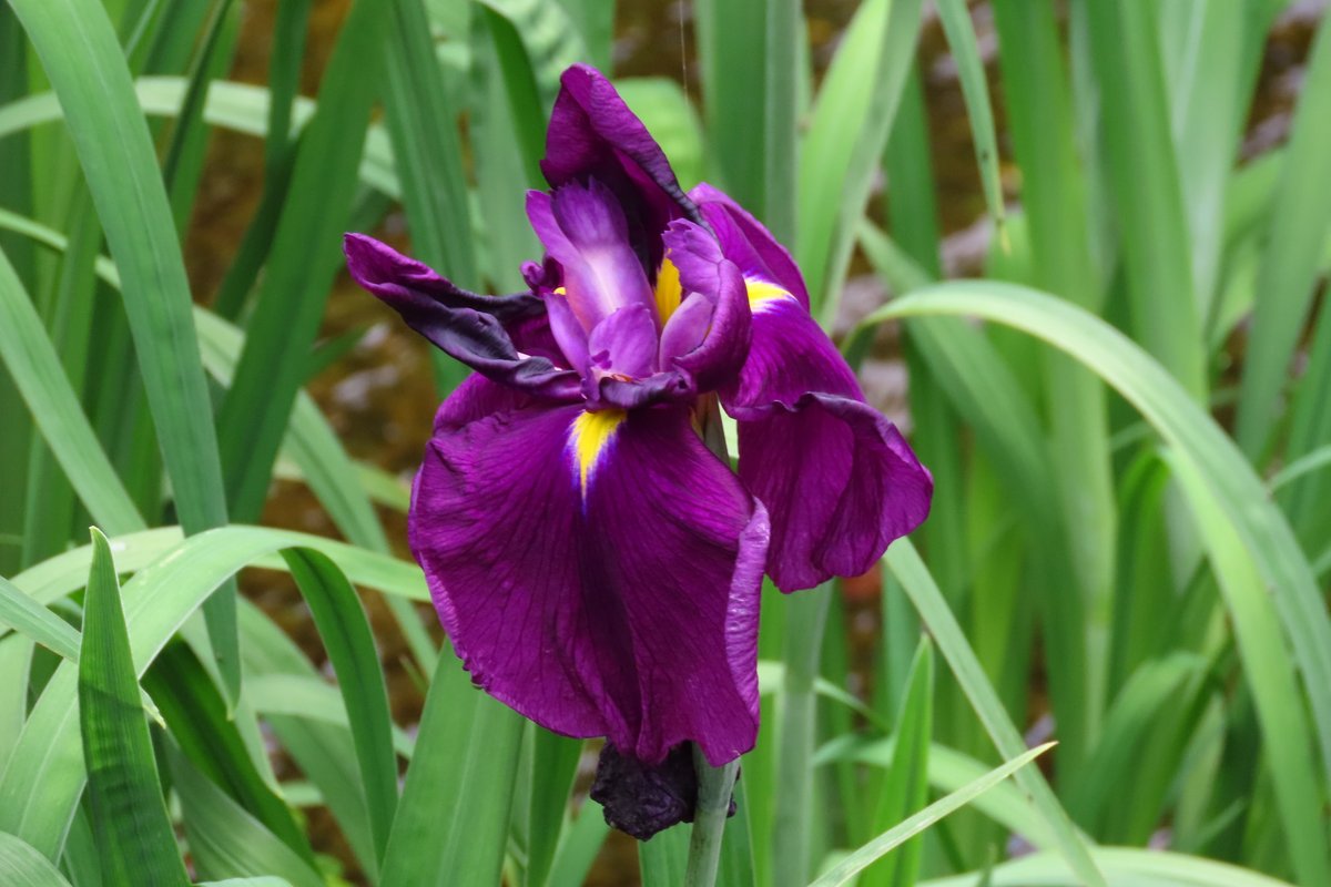 すいとぴあ江南2025/05/18｜HRSD-note