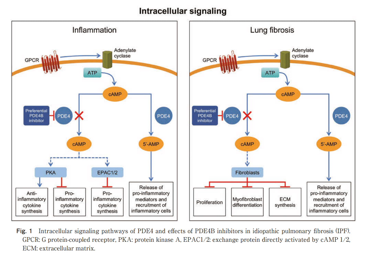Nerandomilast第III相FIBRONEER-IPF試験:特発性肺線維症治療薬｜Makisey