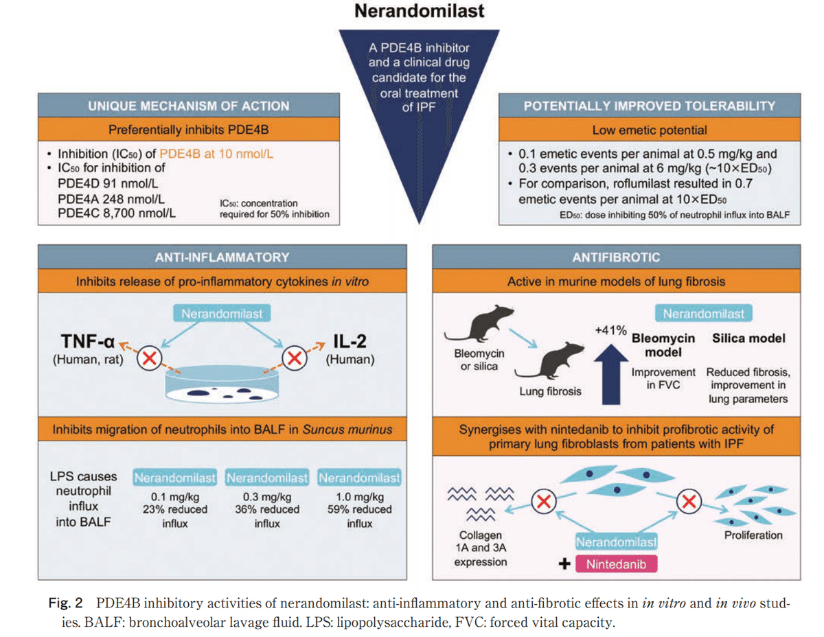 Nerandomilast第III相FIBRONEER-IPF試験:特発性肺線維症治療薬｜Makisey