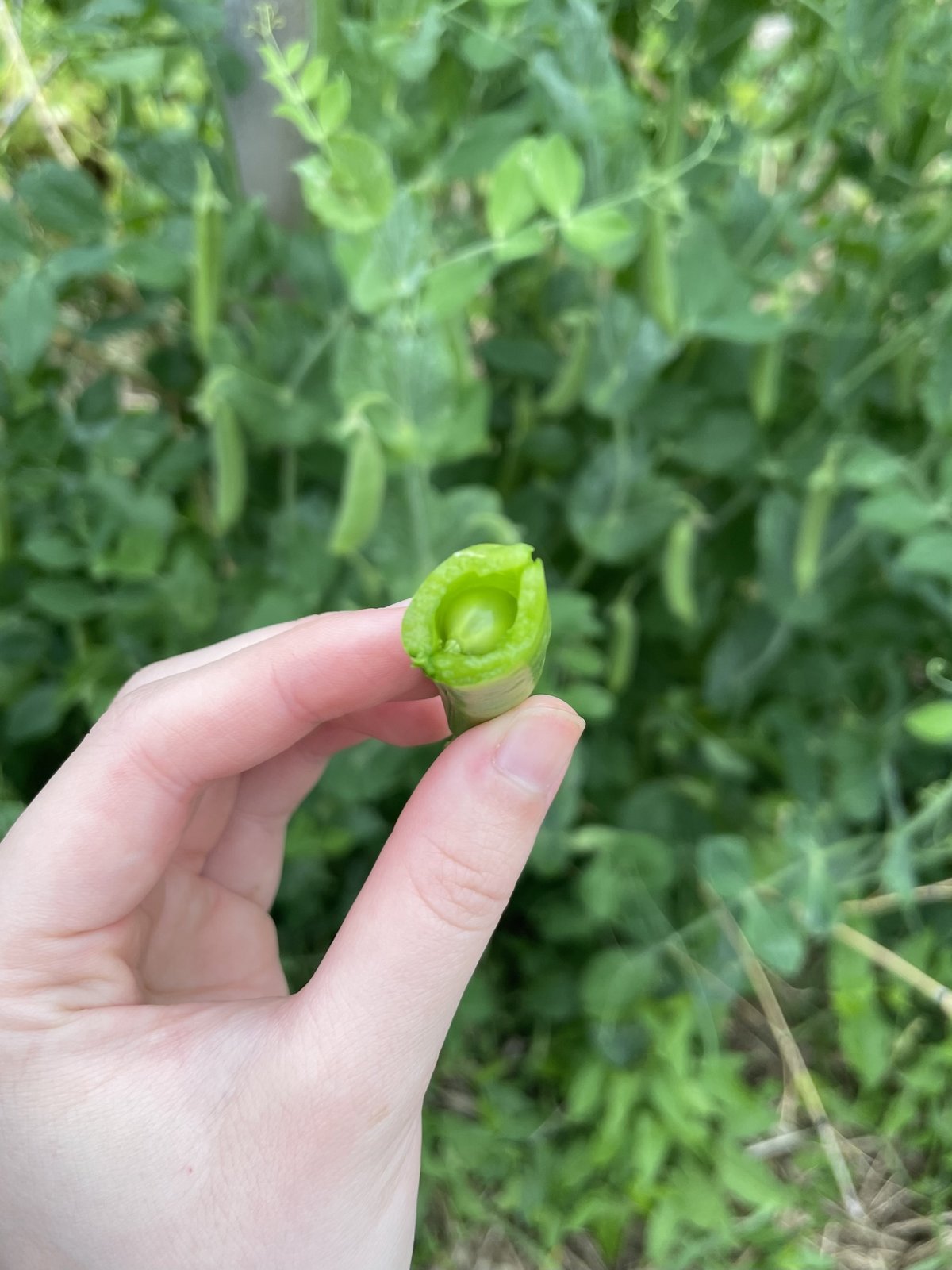 環境再生型農業を実践するSHO farmに行ってきました！｜ゆめ