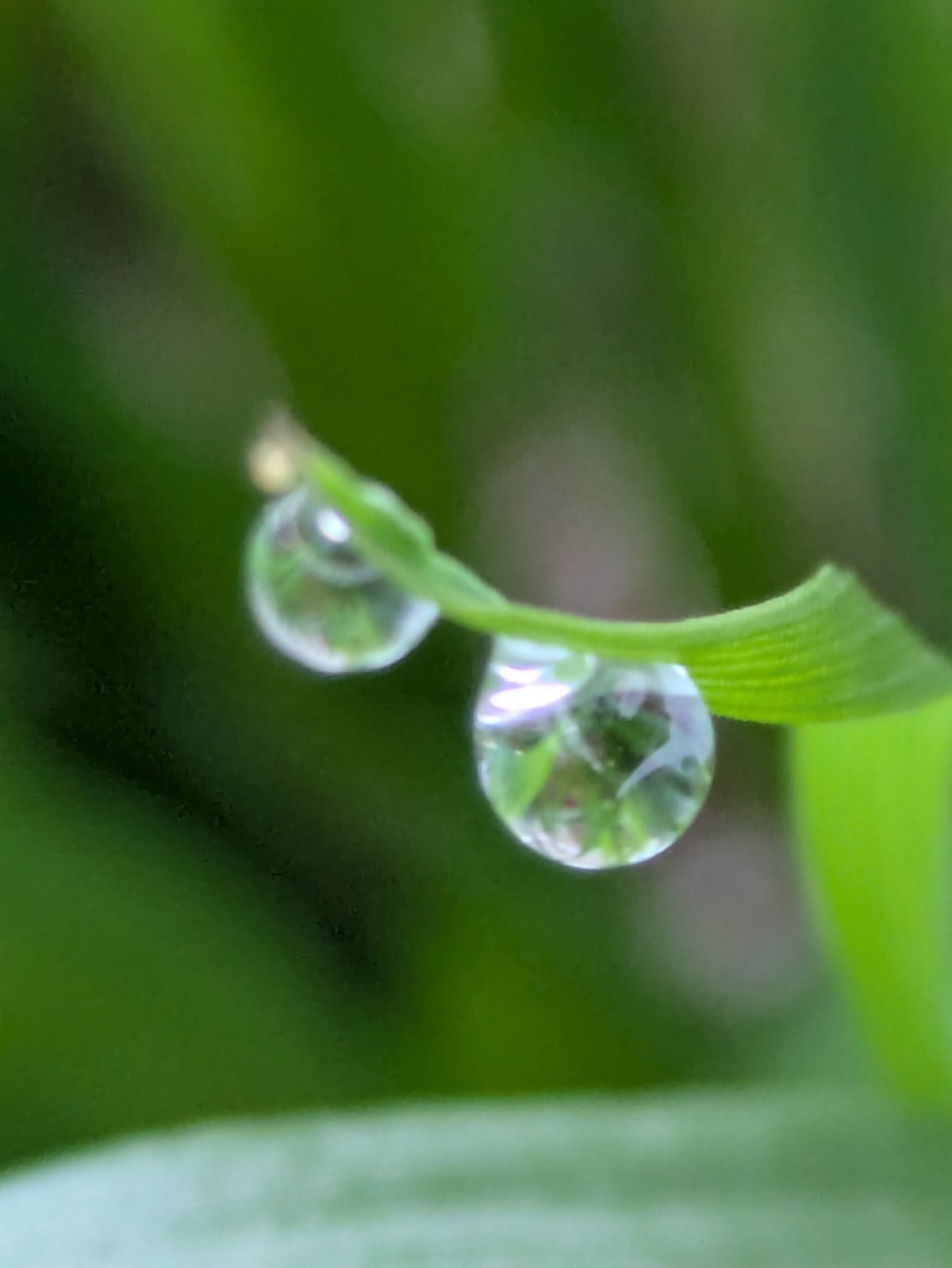 今朝の水滴⑦｜ichiro70