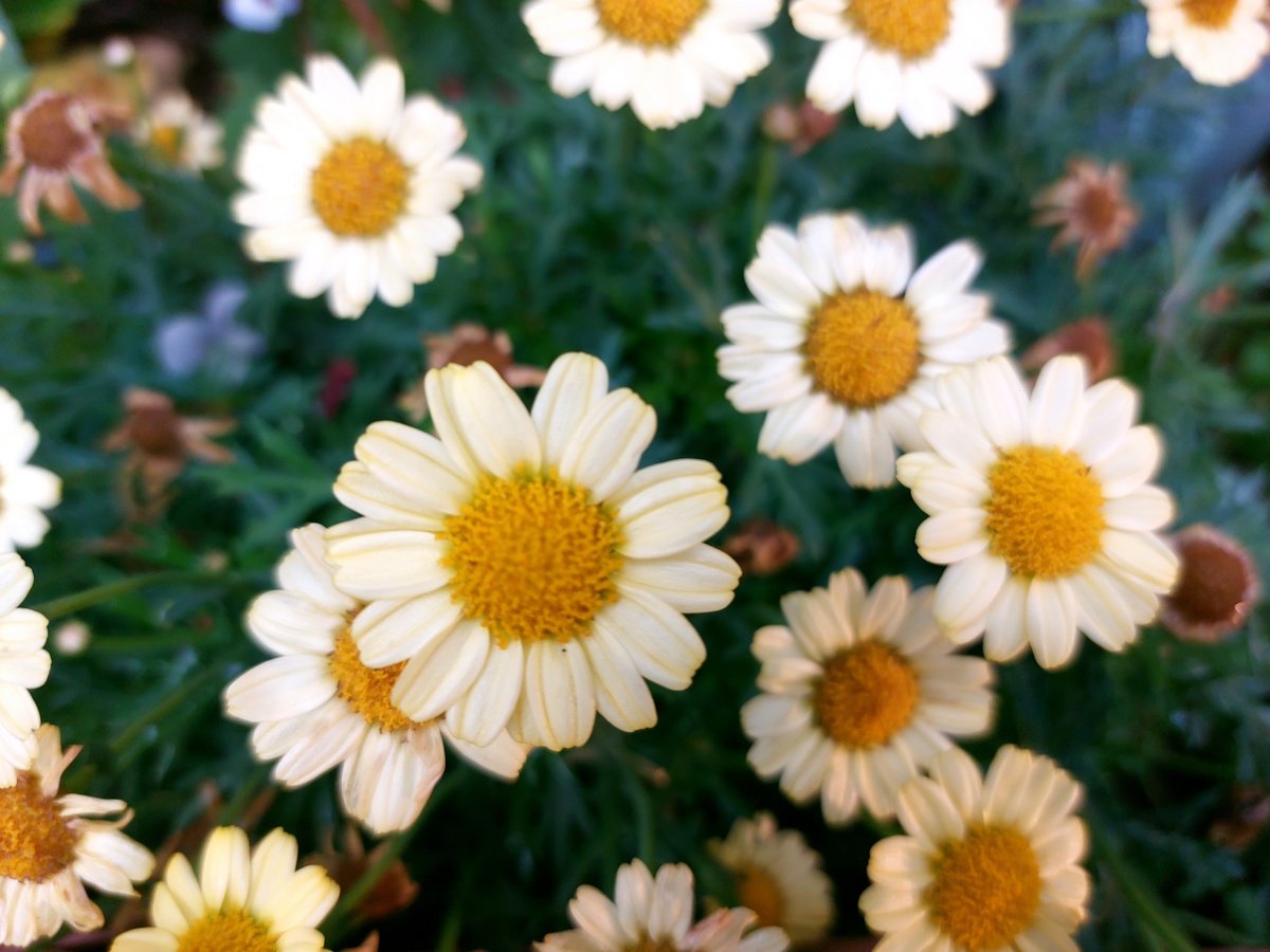 コロッケ占い｜琴ノ葉みかん (Mikan Kotonoha)