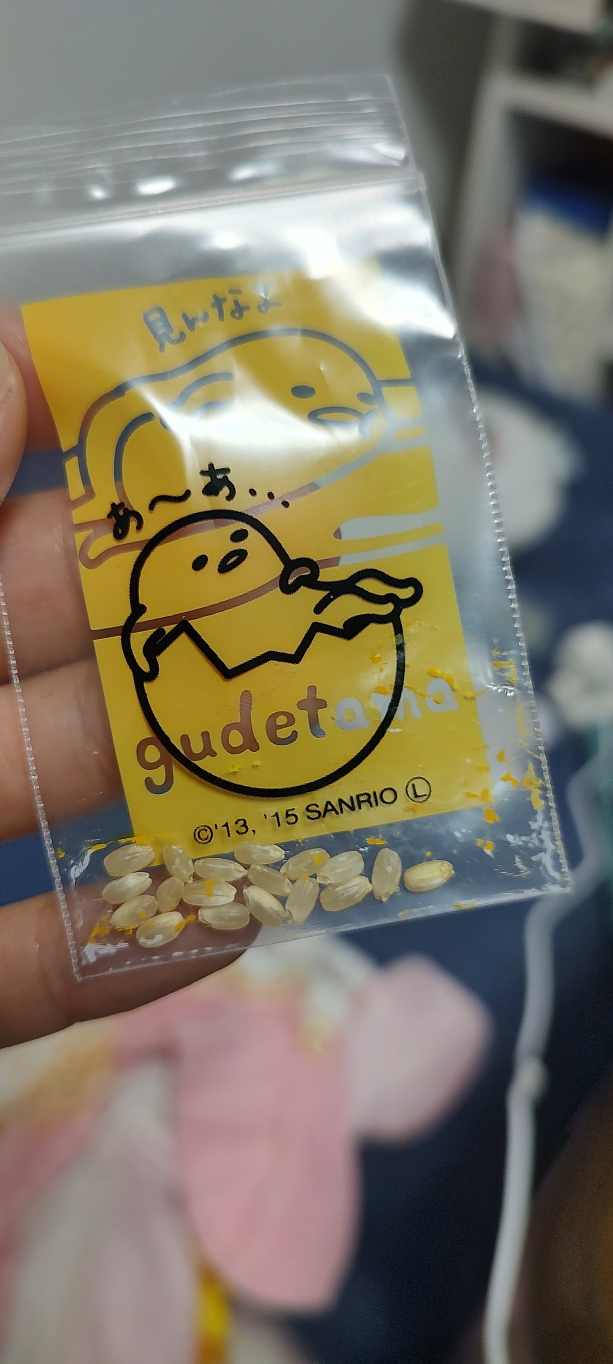 池田、家庭菜園始めるってよ｜Kazuki Ikeda