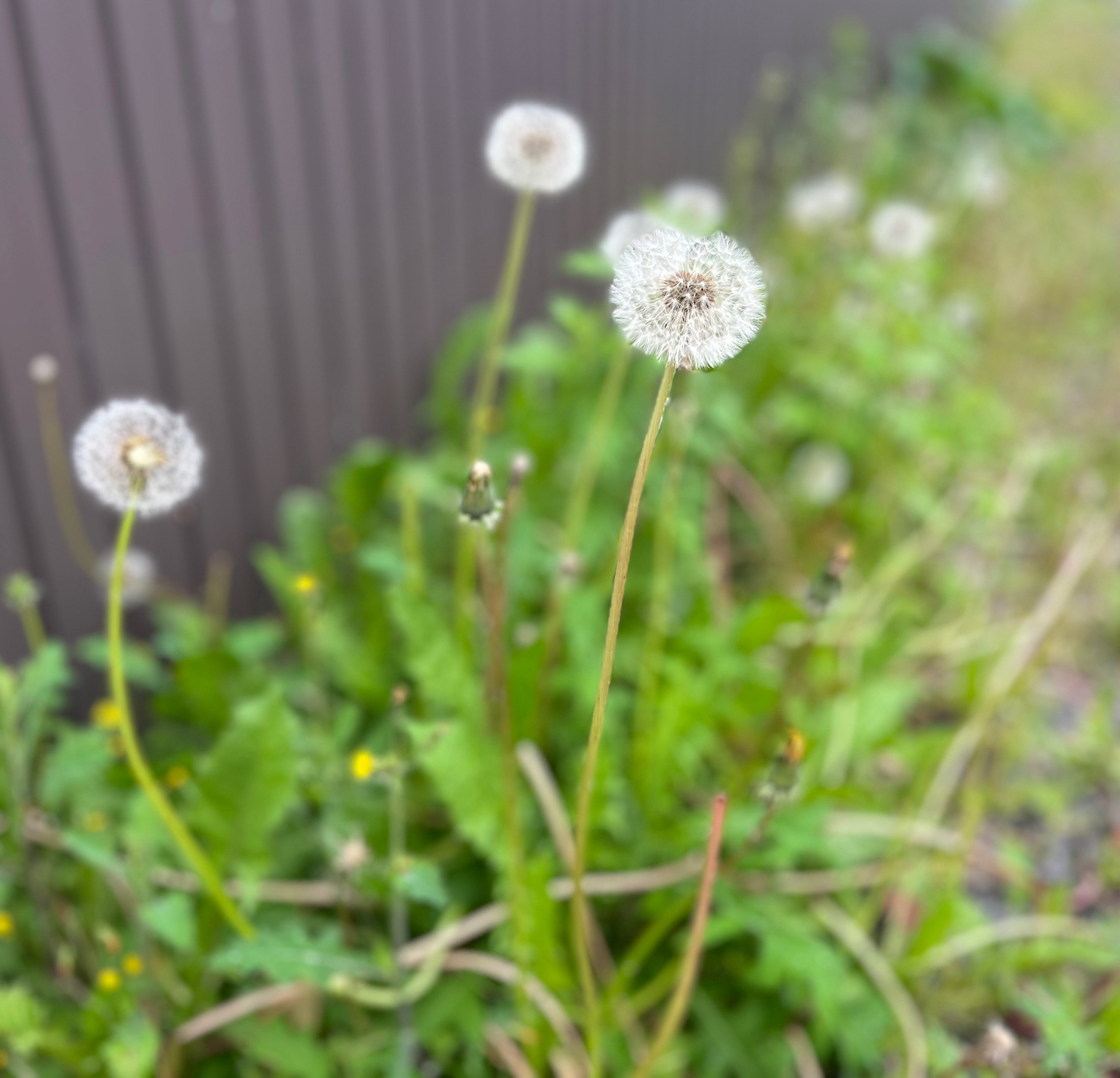 たんぽぽの綿毛を吹いて見せてやる｜CHIZUKO i