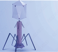 バクテリオファージと菌バランス：肌の環境に精密な制御を｜株式会社REJI広報室 スキンケアブランド【ATELO】公式note