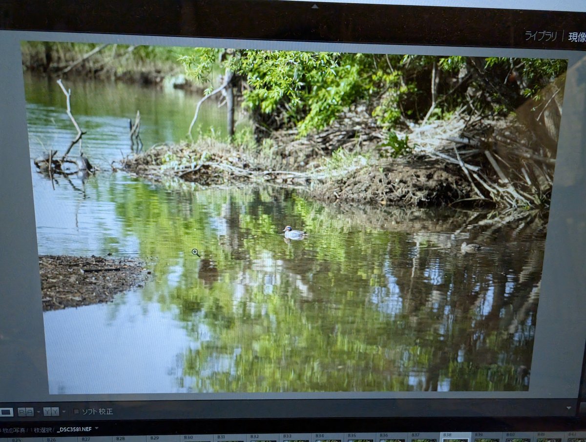 静かな湖畔の草陰｜Akihiko Oosugi