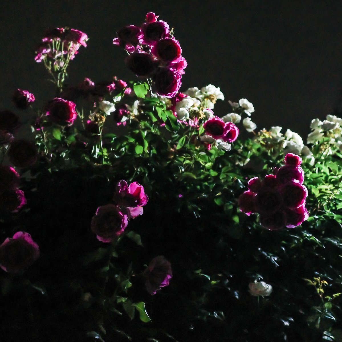 Nightウォーキング③/GR3x｜Noki