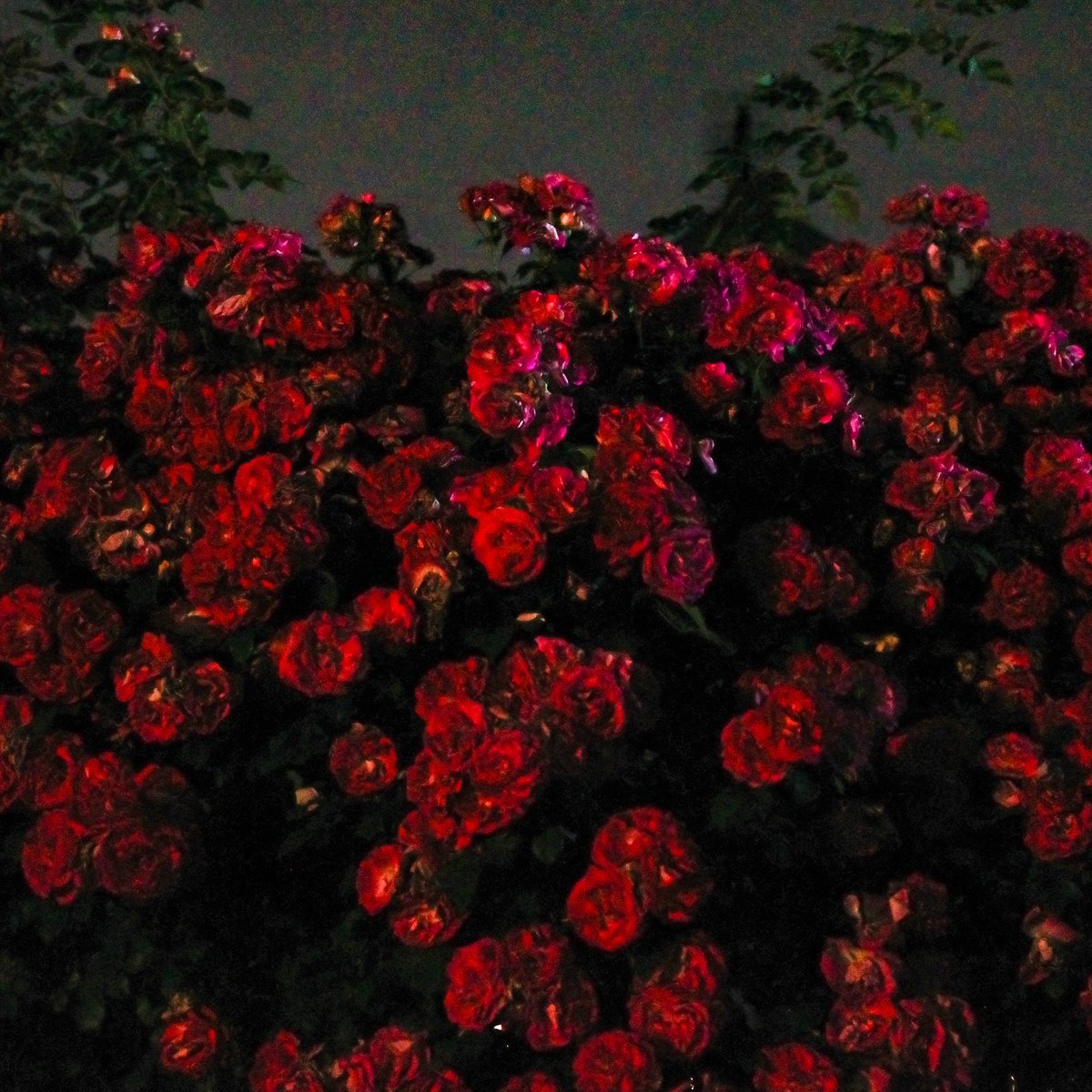 Nightウォーキング③/GR3x｜Noki