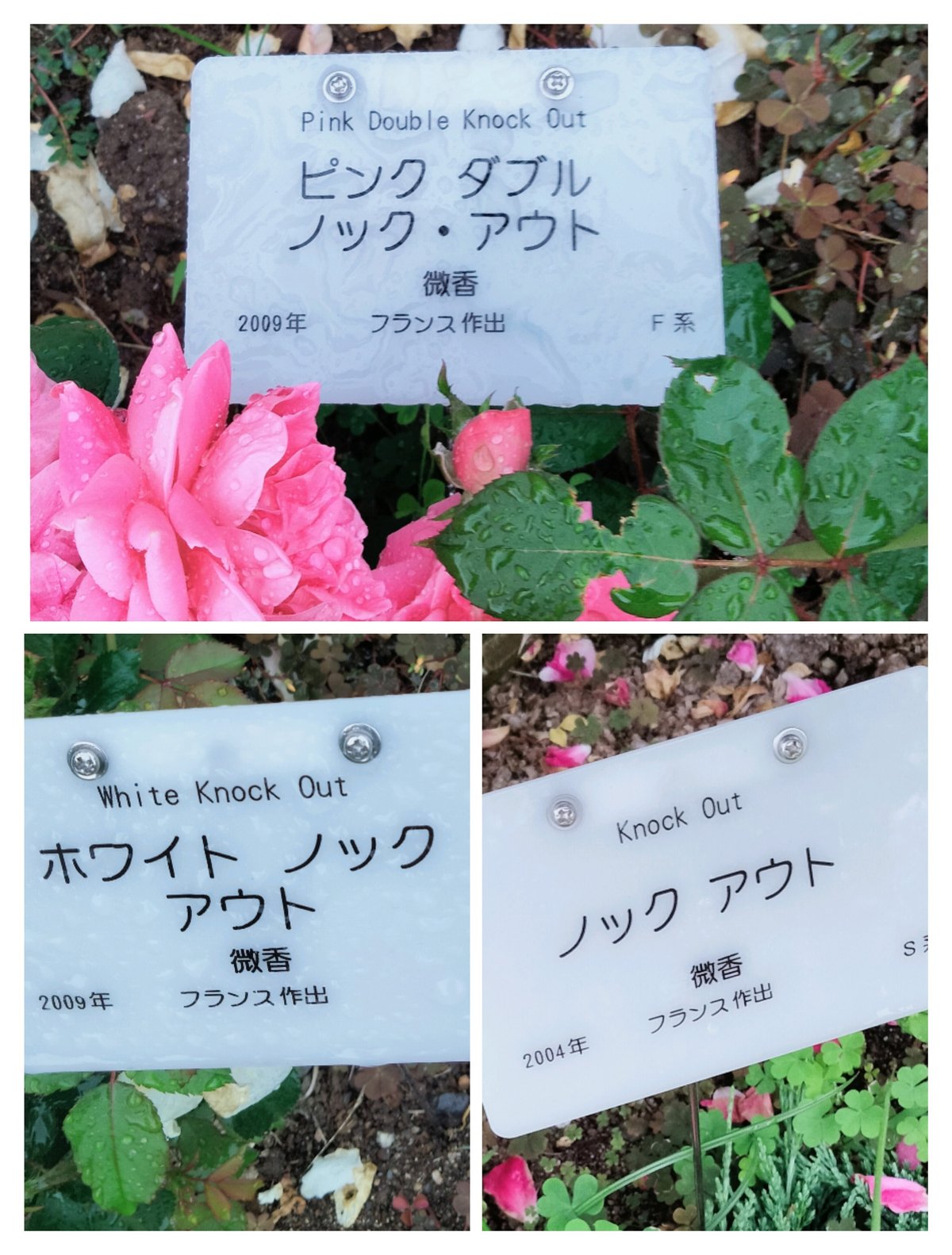 チャネリング 説｜Nami with Bashar