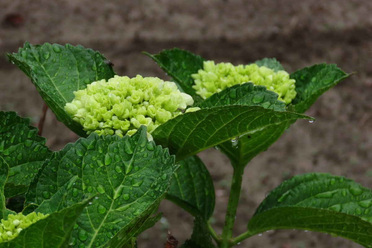 音楽寺に咲き始めのアジサイを見に行く｜HRSD-note