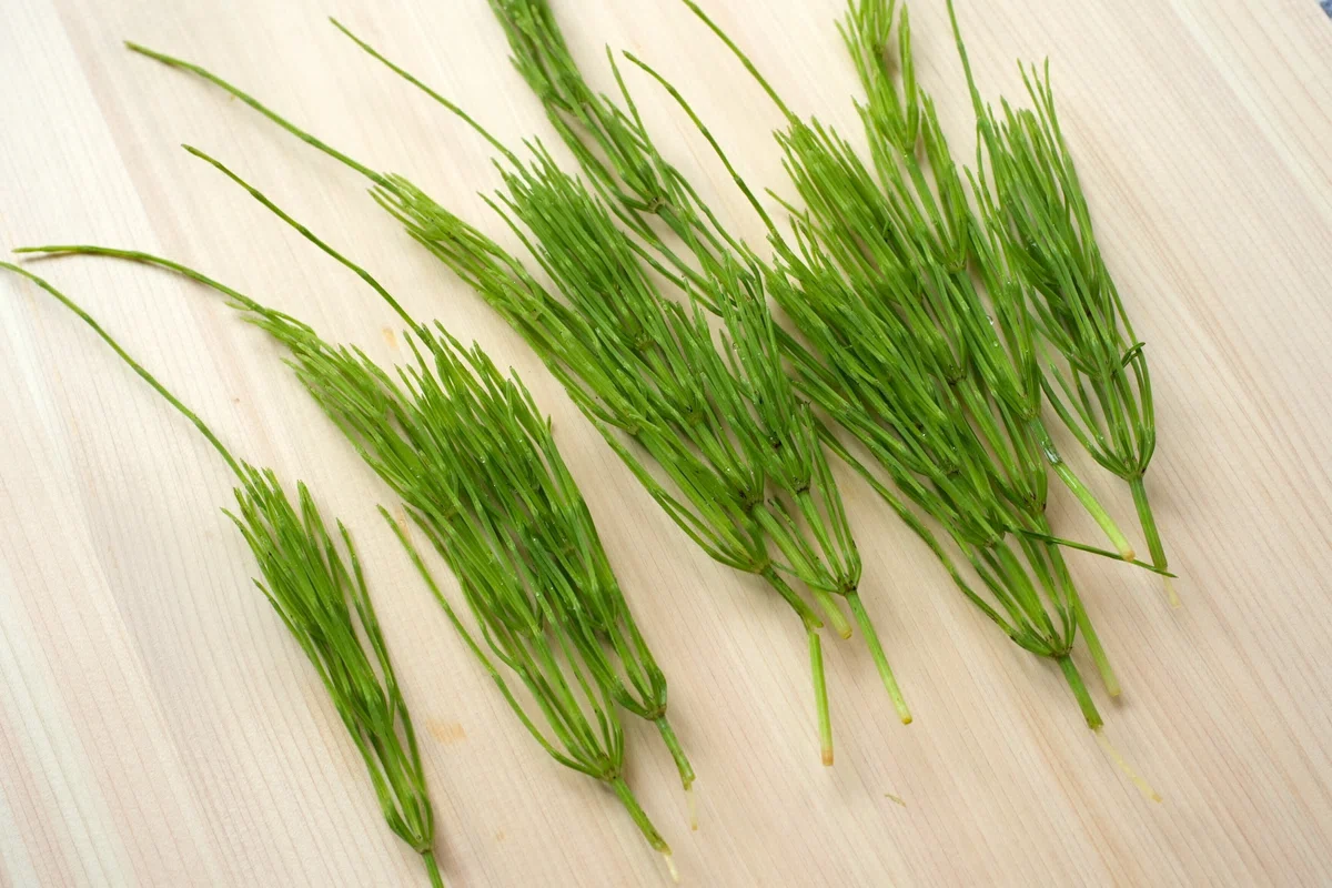 食べれる草 #37 「スギナのふりかけ」｜わたらい