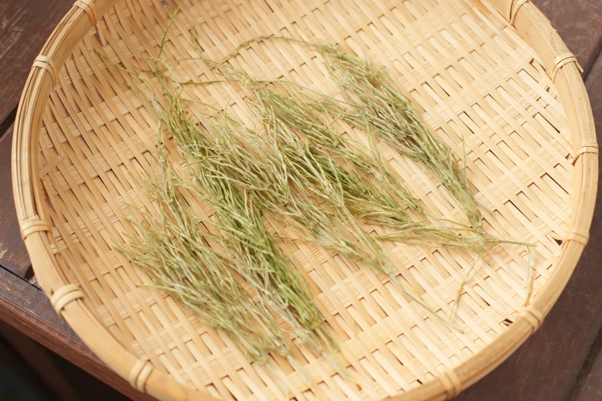食べれる草 #37 「スギナのふりかけ」｜わたらい