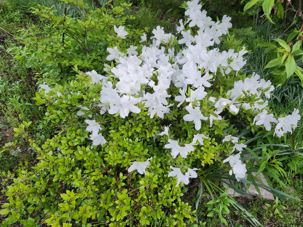 No.16花だより｜しのちゃんの家庭菜園